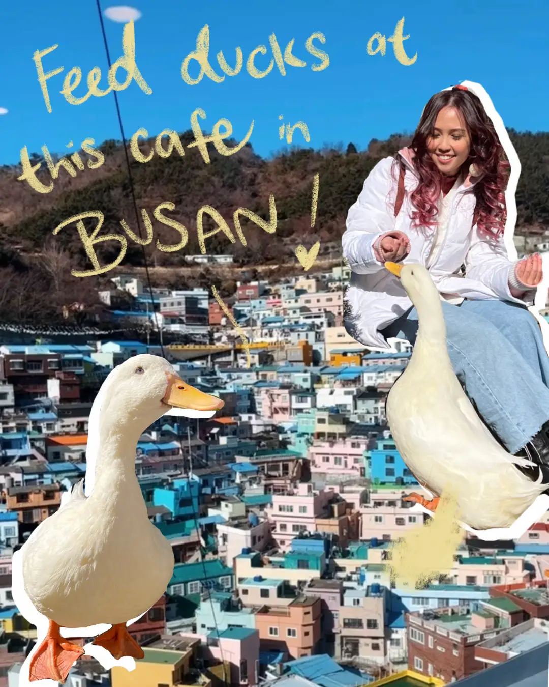 you get to feed ducks at this cafe 🥹 | Busan | Gallery posted by gladys ...