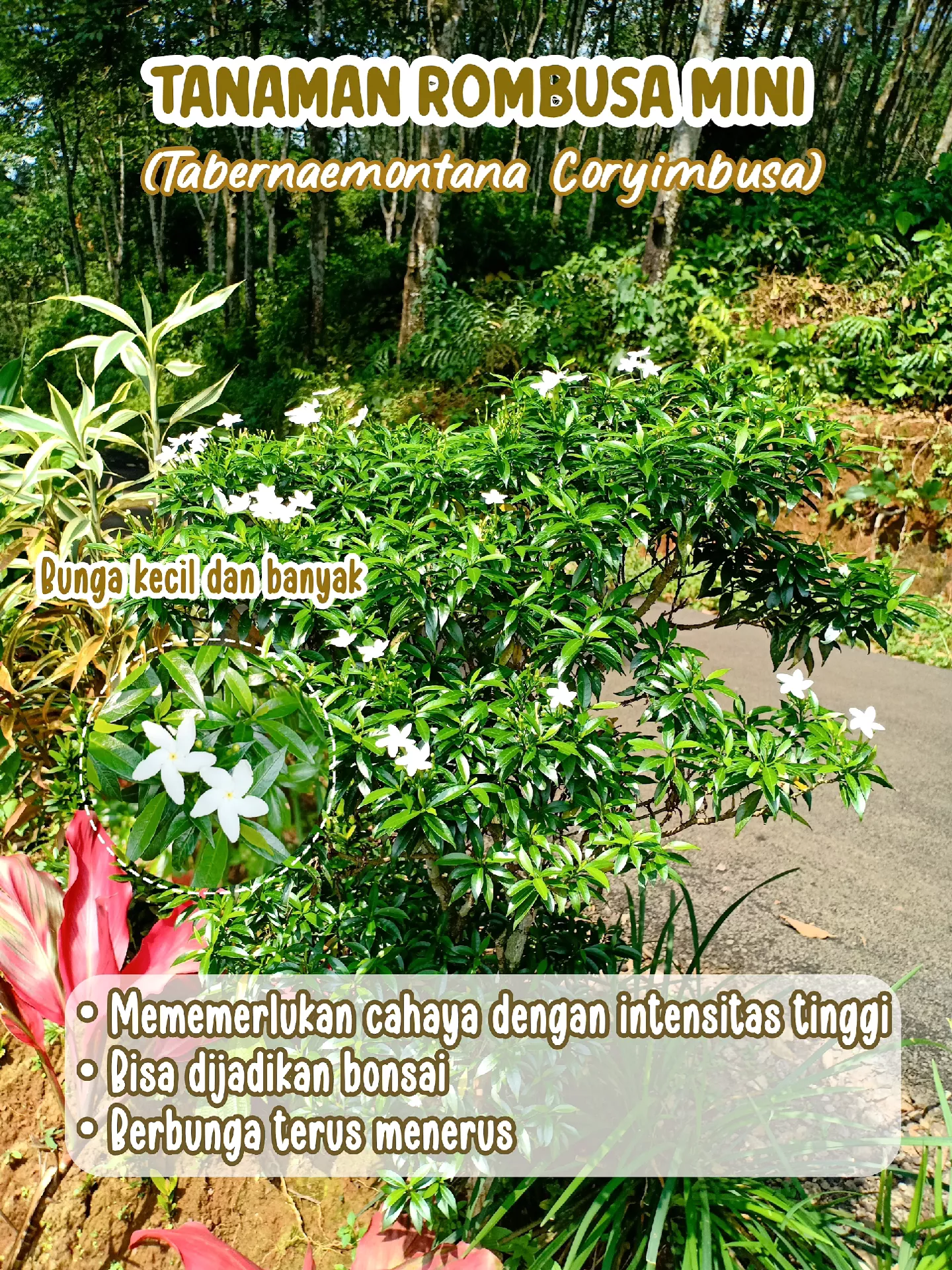 Percantik Rumah Dengan Tanaman Hias 🌷 | Galeri diposting oleh Rumah ...