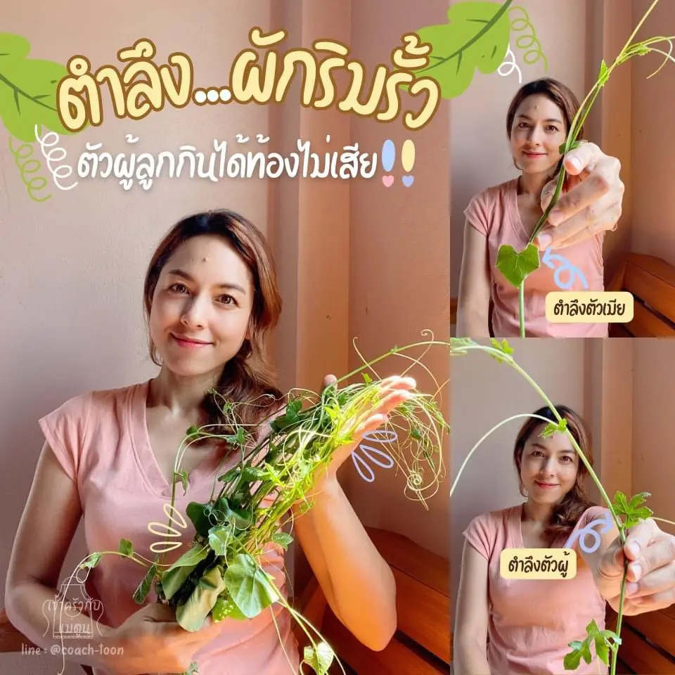 รู้มั้ยตำลึง...ผักริมรั่ว ตัวผู้ลูกกินได้ ท้องไม่เสียนะค่ะ | แกลเลอรี ...