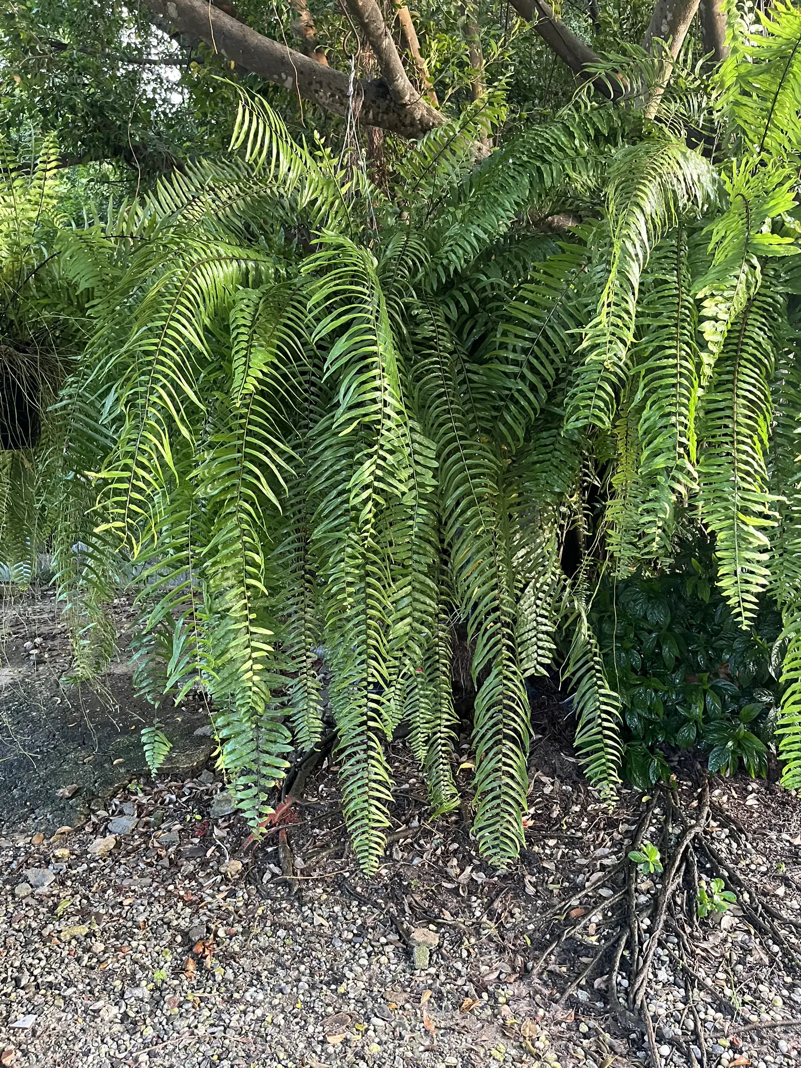 ขายๆเฟรินสวยๆ | แกลเลอรีที่โพสต์โดย Jib jib | Lemon8