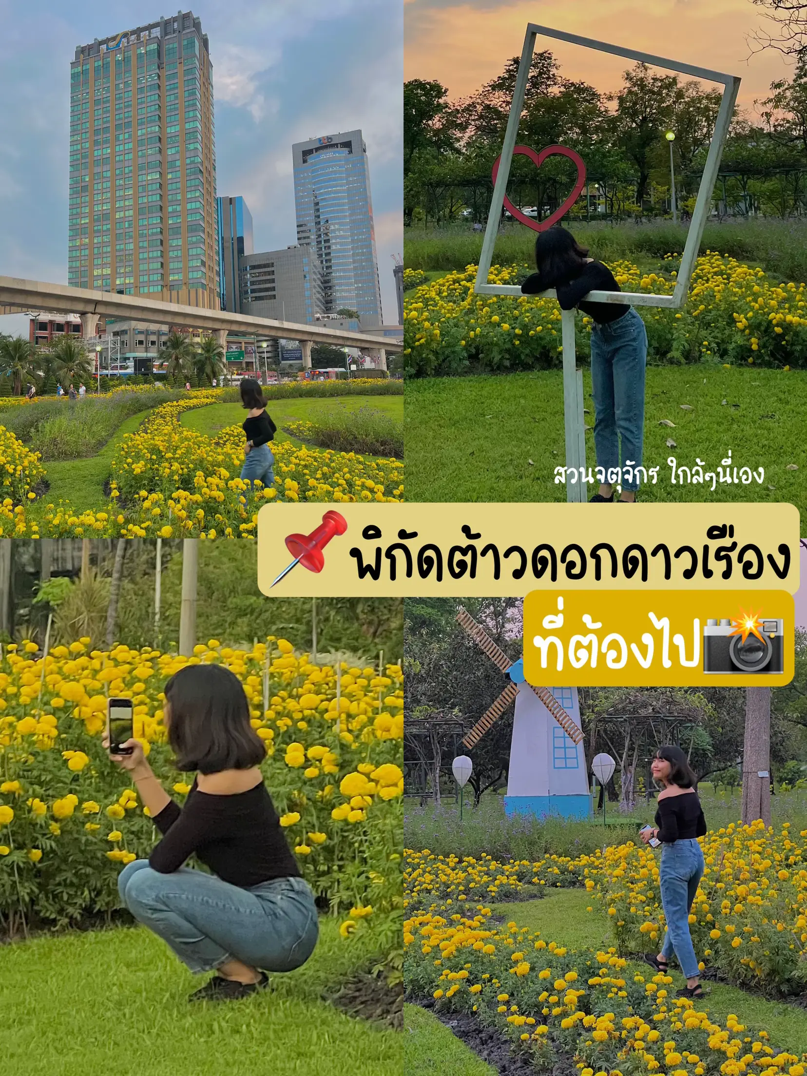 พิกัดดอกดาวเรือง โลนี้ที่ต้องแชะ📸 อยู่สวนจตุจักรนี่เอง | แกลเลอรีที่ ...