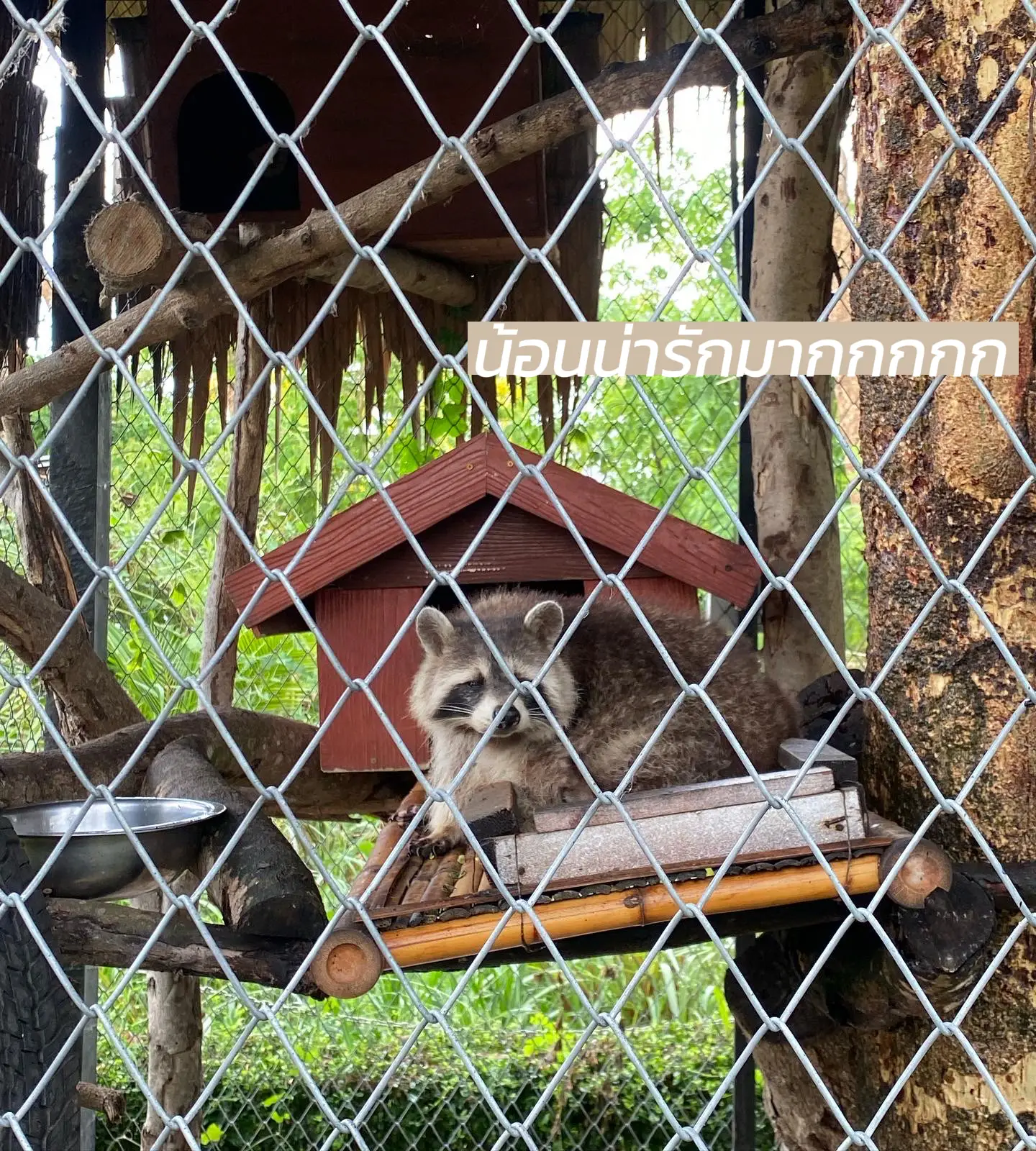 🦓🦍Mini zoo ธัญบุรี คลอง6 จ.ปทุมธานี🦓🦍 | แกลเลอรีที่โพสต์โดย Pimlapadss ...