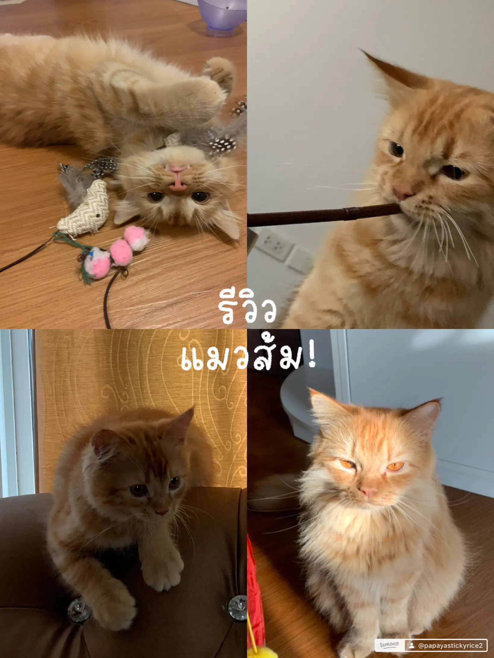 รีวิวแมวส้ม!🐈 | แกลเลอรีที่โพสต์โดย ส้มตำข้าวเหนียว | Lemon8