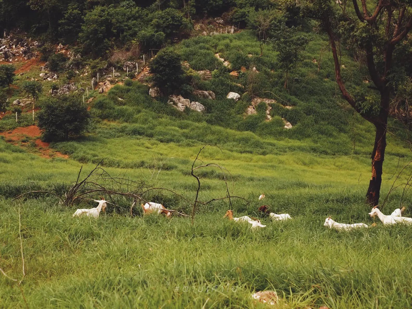 SAFE HAVEN 🏕️ ลานกางเตนท์เขายายเที่ยง 🍃 | แกลเลอรีที่โพสต์โดย MLskk🧸 ...