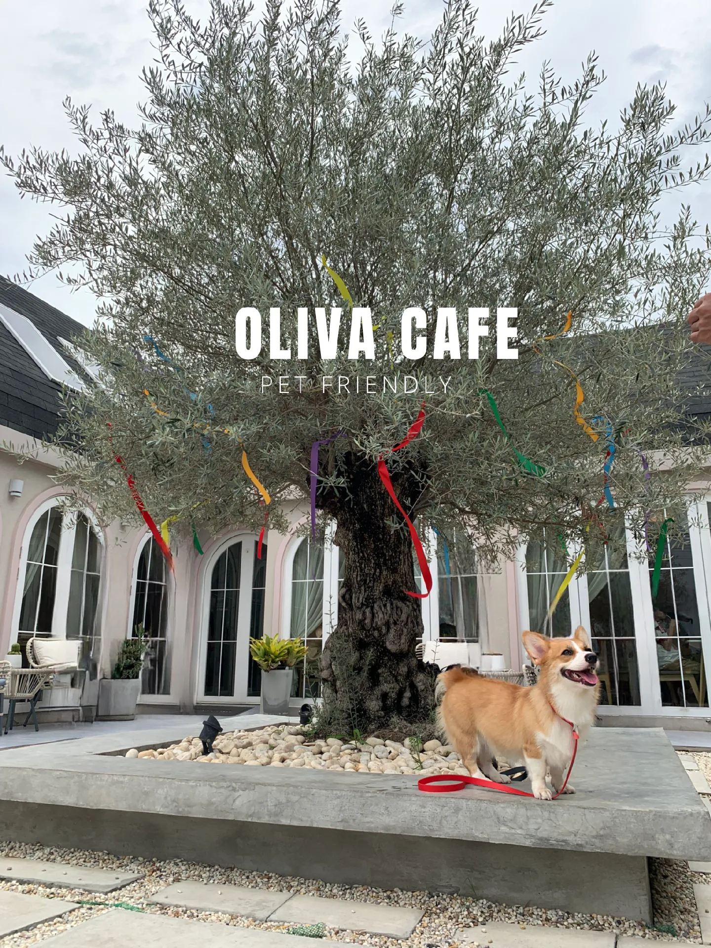 Oliva cafe คาเฟ่น้องหมาเข้าได้ปทุมธานี | แกลเลอรีที่โพสต์โดย aster.corgi | Lemon8