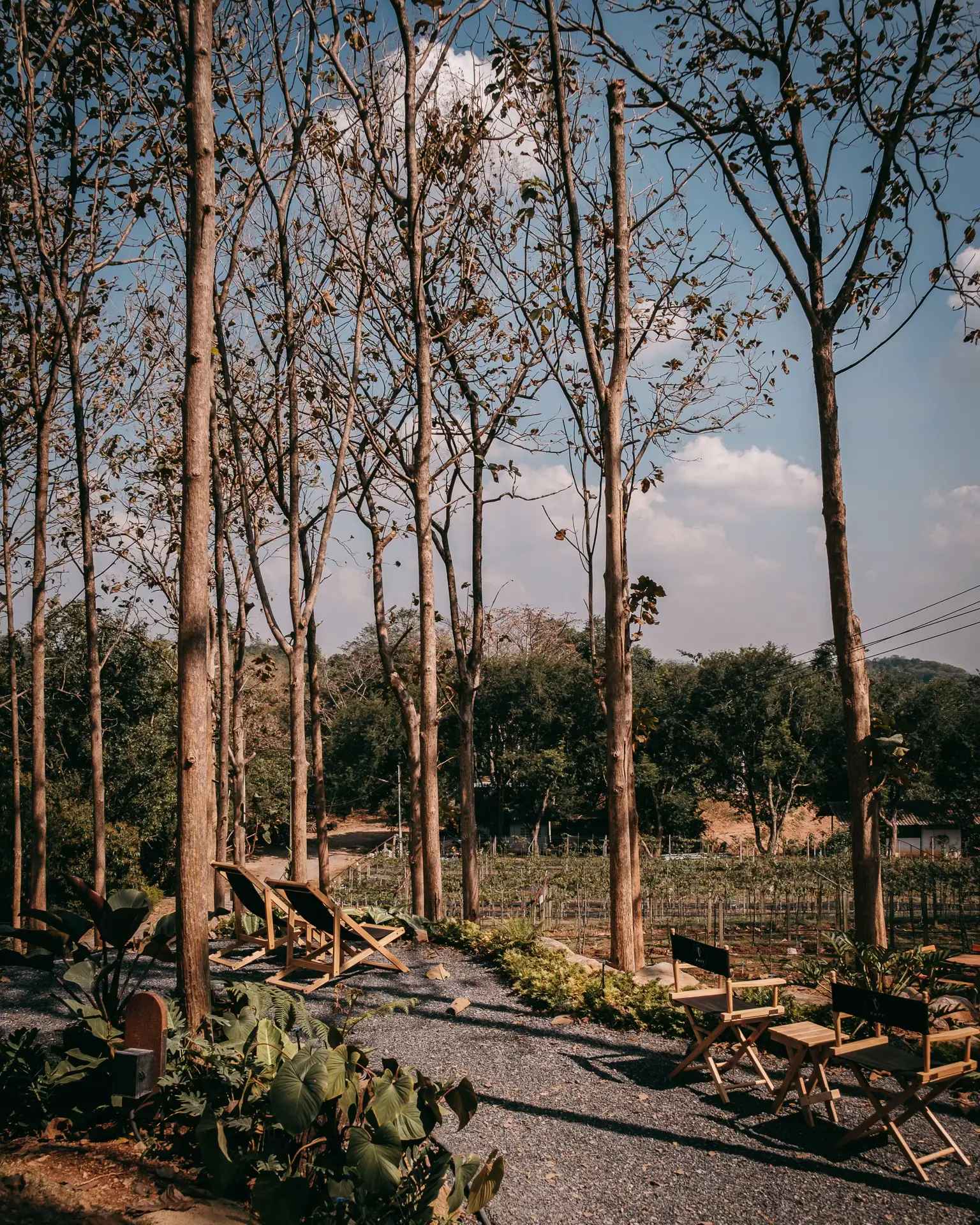 RAYY คาเฟ่สวยในไร่องุ่น Vin de ray เปิดใหม่มวกเหล็ก สระบุรี | แกลเลอรี ...