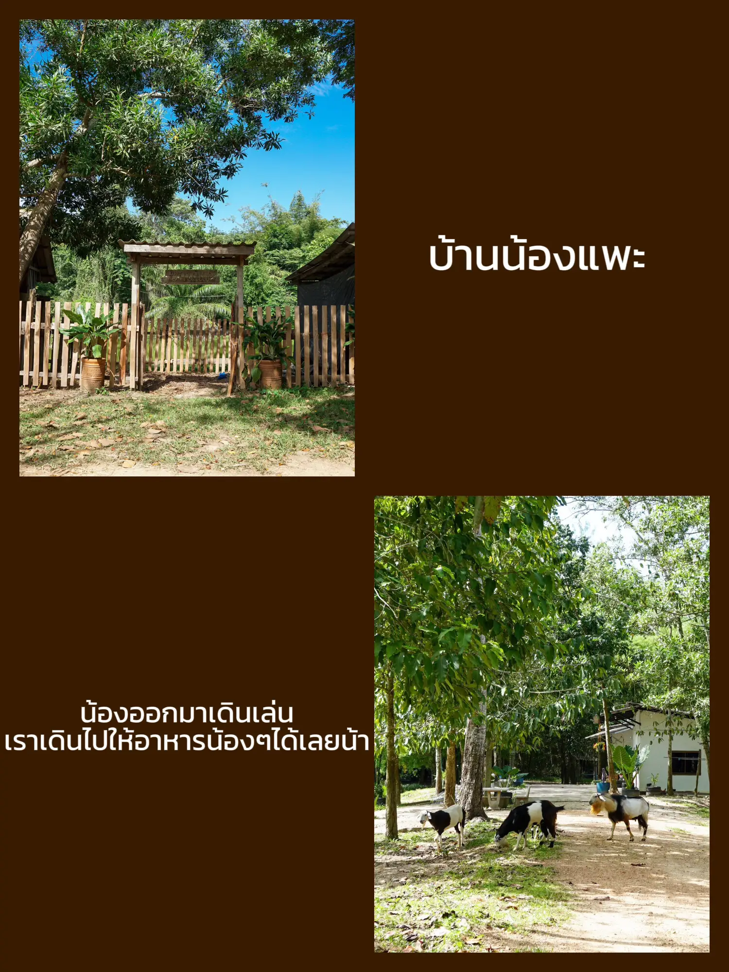ไปหาน้องหมาซามอยด์ที่”Mesook Farm”คาเฟ่กัน🪵🌳🍃 | แกลเลอรีที่โพสต์โดย ...