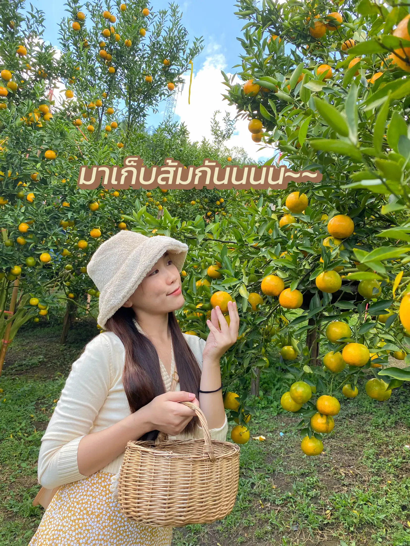 🍊สวนส้ม จ.เชียงใหม่ | แกลเลอรีที่โพสต์โดย S.sister | Lemon8