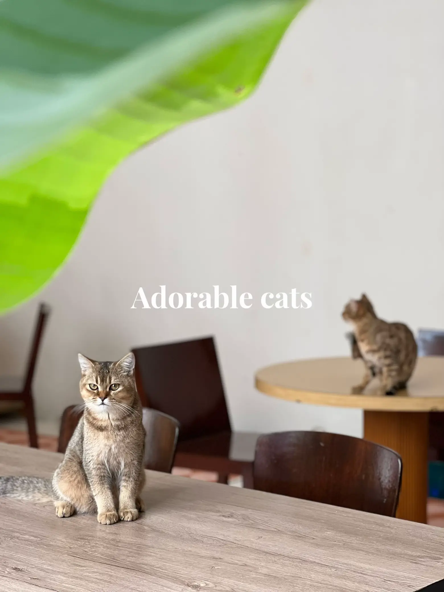 Cat paradise | Monster. A garden cafe | แกลเลอรีที่โพสต์โดย I’m cafe addict | Lemon8