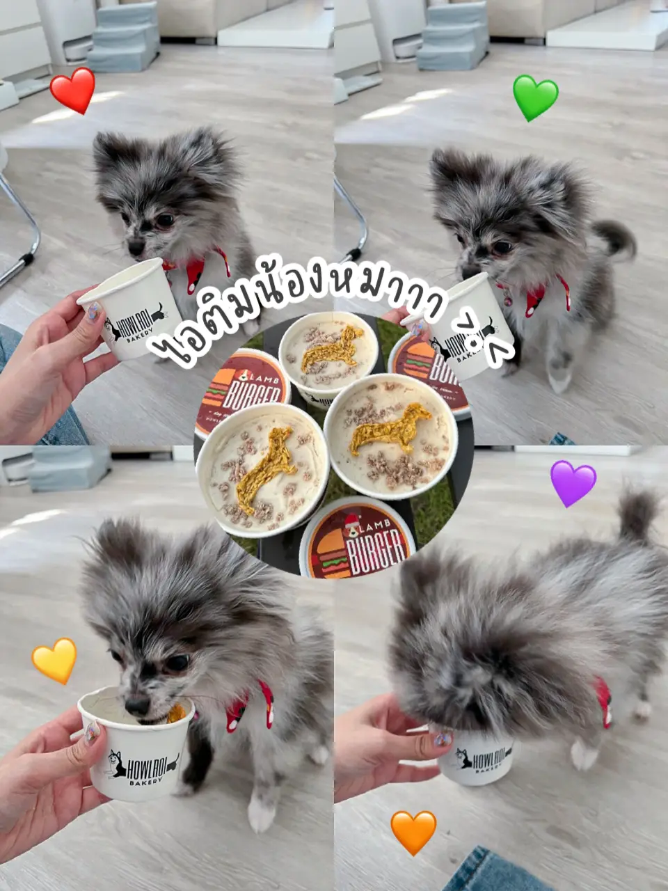 ไอติมน้องหมาาา ทั้งอร่อย ทั้งมีประโยชน์ 🐶🍦 | วิดีโอที่เผยแพร่โดย Beamcdth | Lemon8