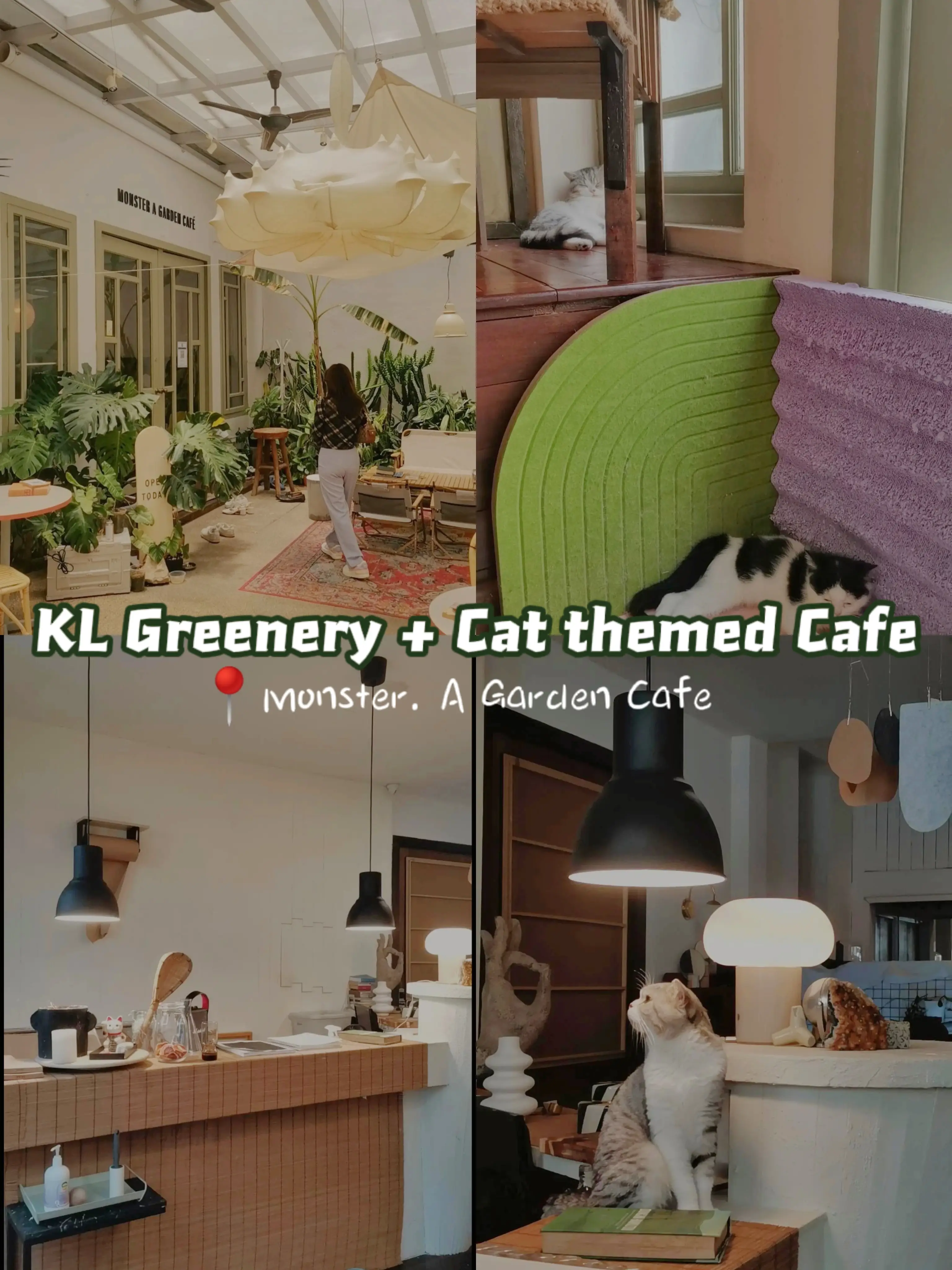 🇲🇾KL Hidden Cat Lover Cafe • Monster A Garden Cafe | Galeri disiarkan ...