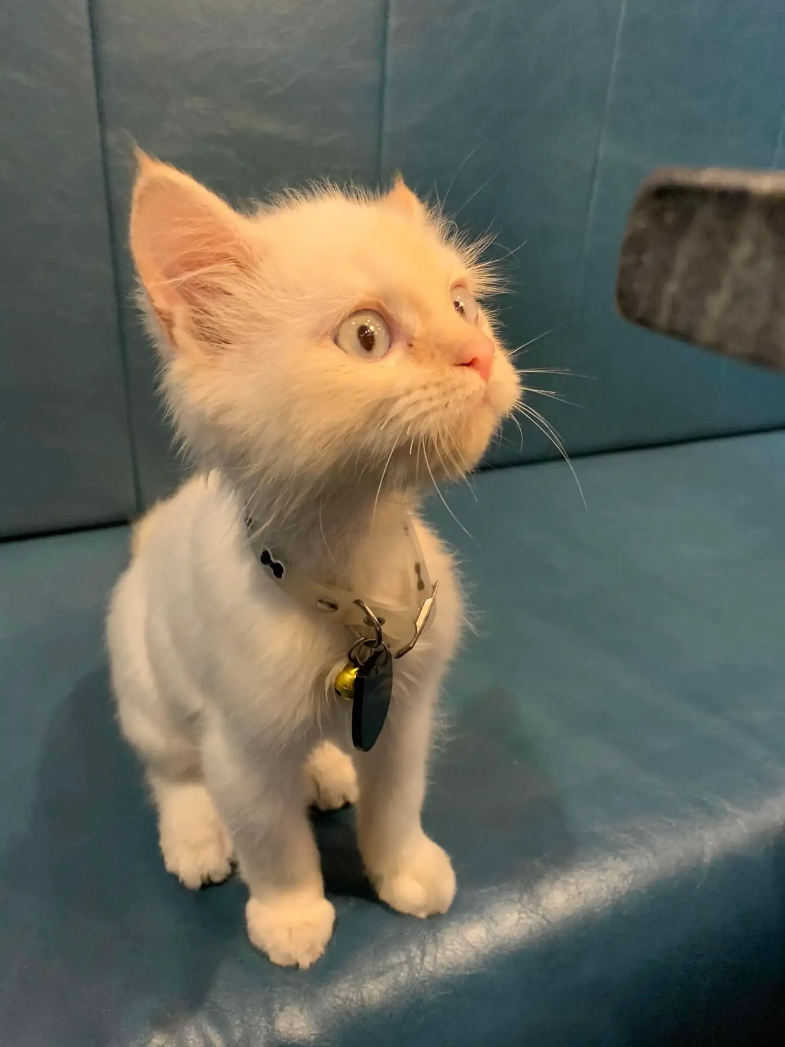 STAND ALONE คาเฟ่ที่มีแง้ว | แกลเลอรีที่โพสต์โดย khuncha | Lemon8