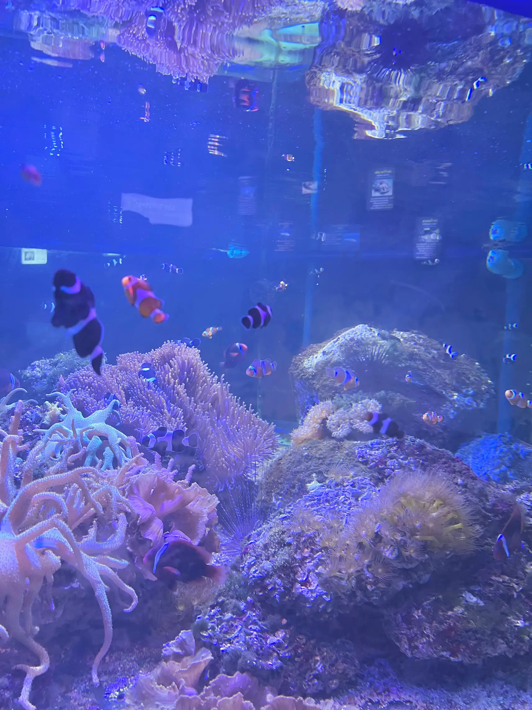 ปล่อยใจไปพักสมองที่บางแสน 🐠 | แกลเลอรีที่โพสต์โดย toon ꕁ | Lemon8