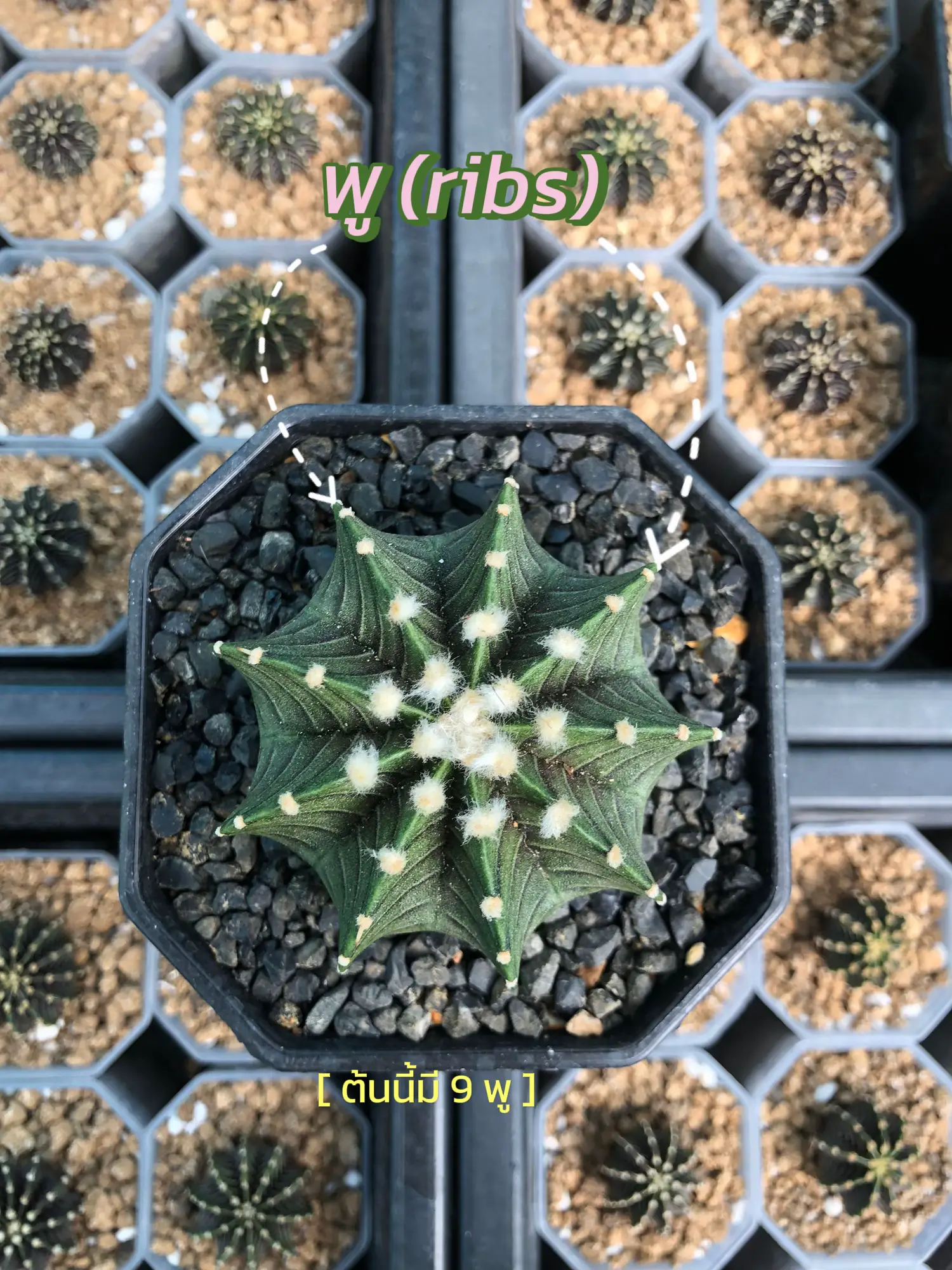 แนะนำ 3 คำศัพท์ ที่ต้องรู้! | แกลเลอรีที่โพสต์โดย Middag Cactus | Lemon8