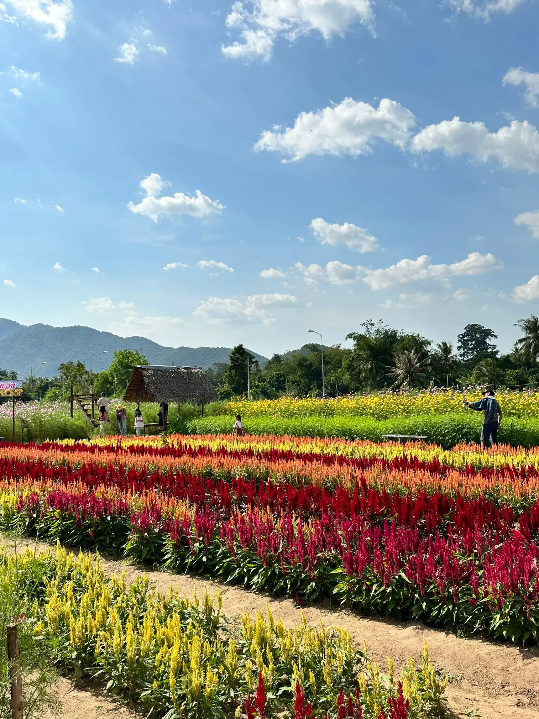 Flower Farm Rizal Philippines | Best Flower Site