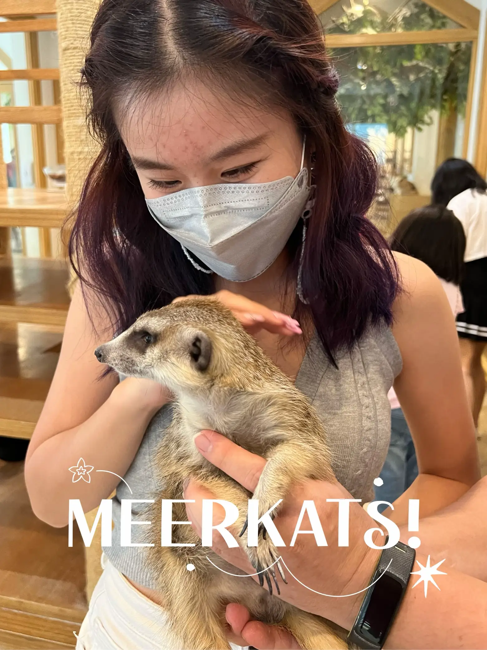 best capybara cafe in Bangkok - Lemon8 Search