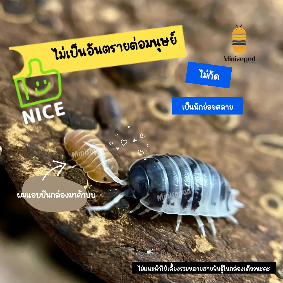 ข้อดี ข้อเสีย การเลี้ยง Isopod ไอโซพอด แกลเลอรีที่โพสต์โดย
