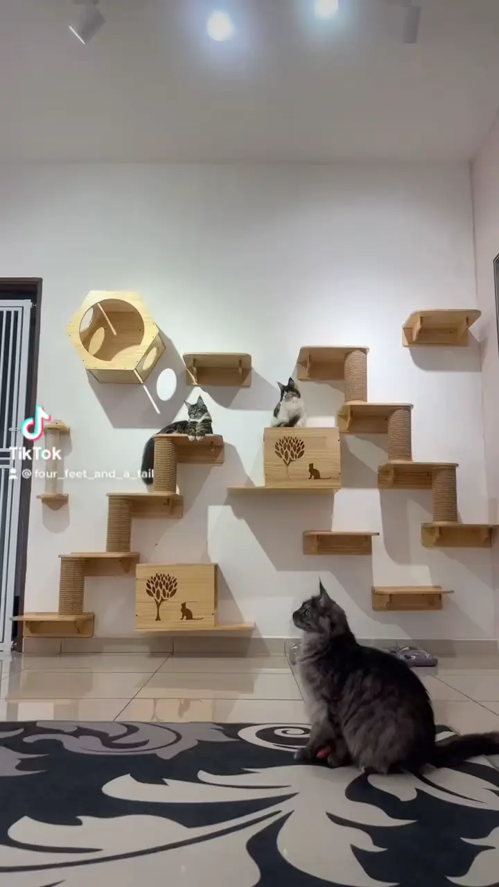 My Miancoon Girl😸 | Video diterbitkan oleh Daniel | Lemon8