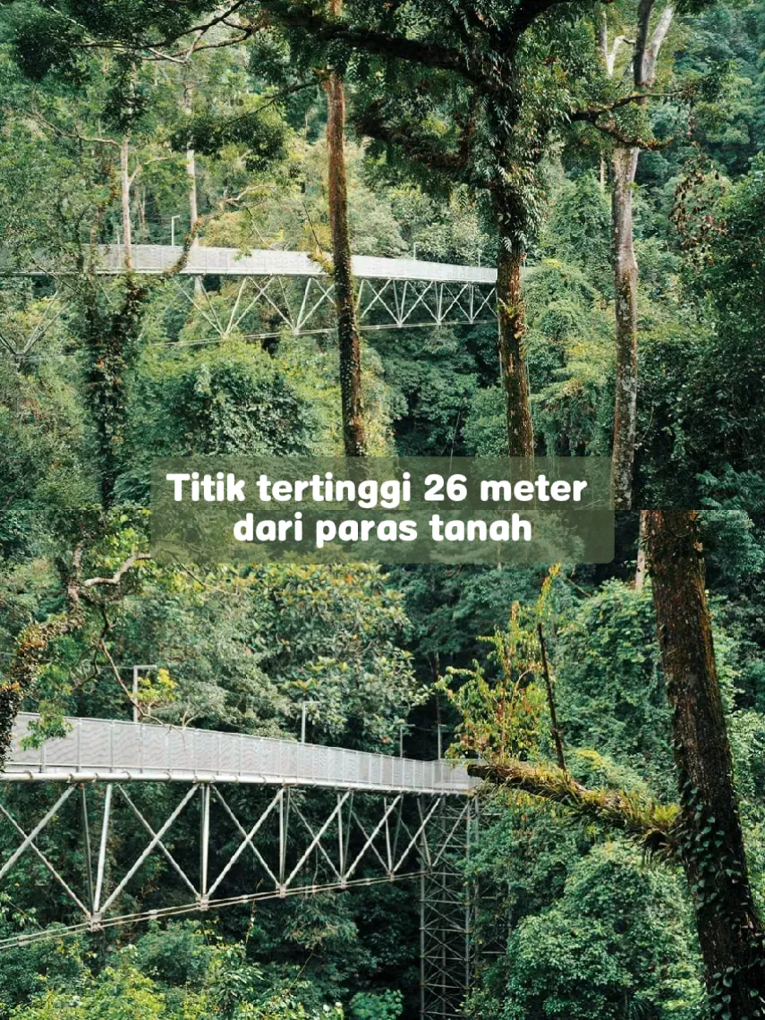 Sedim TREE TOP WALK - 10 Fakta Perlu Anda Tahu! 🌳 | Galeri disiarkan ...