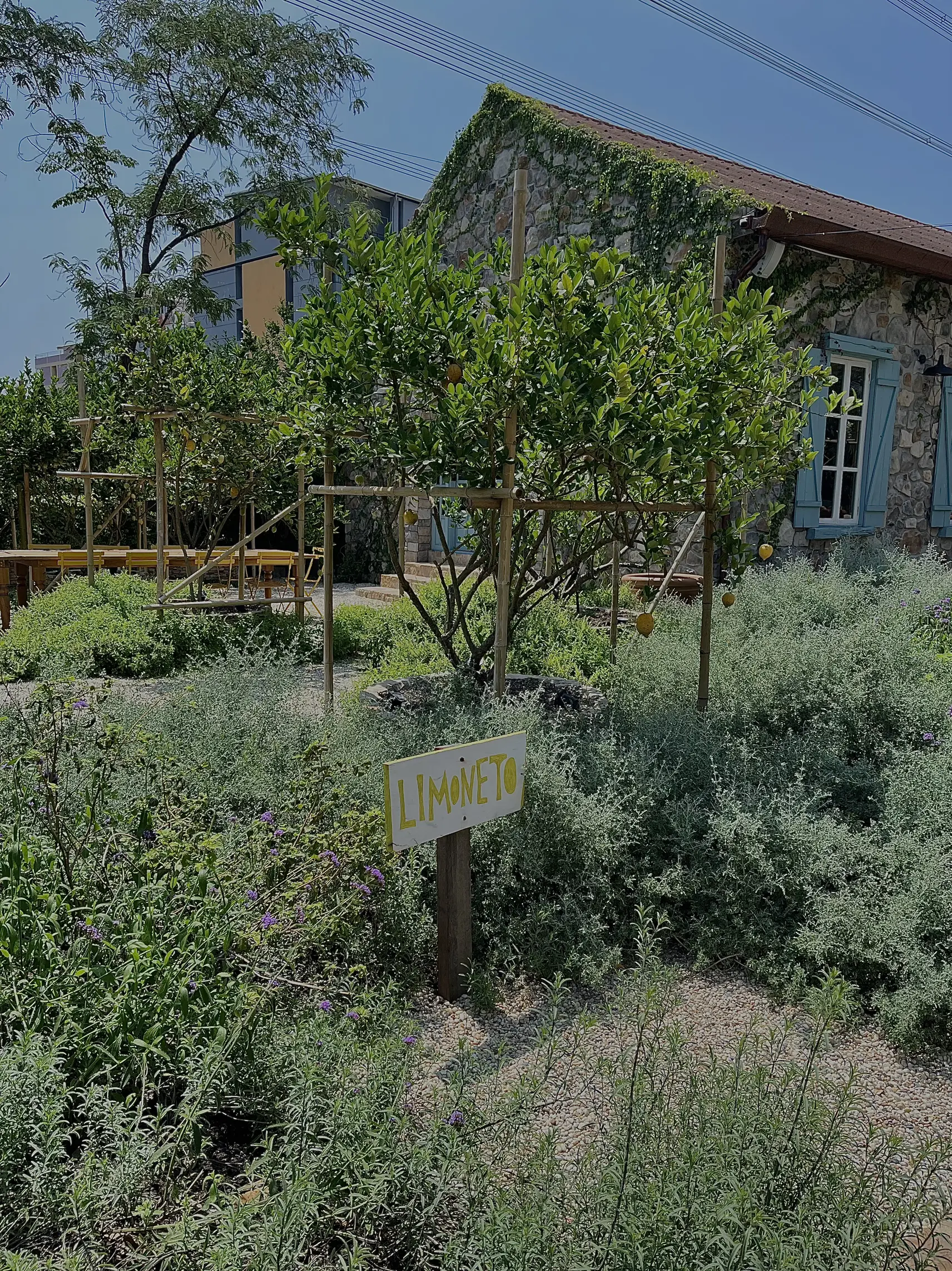 THE REISE | ร้านอาหารอิตาเลียนเปิดใหม่ประชาชื่น🍋💛 | แกลเลอรีที่โพสต์โดย ...