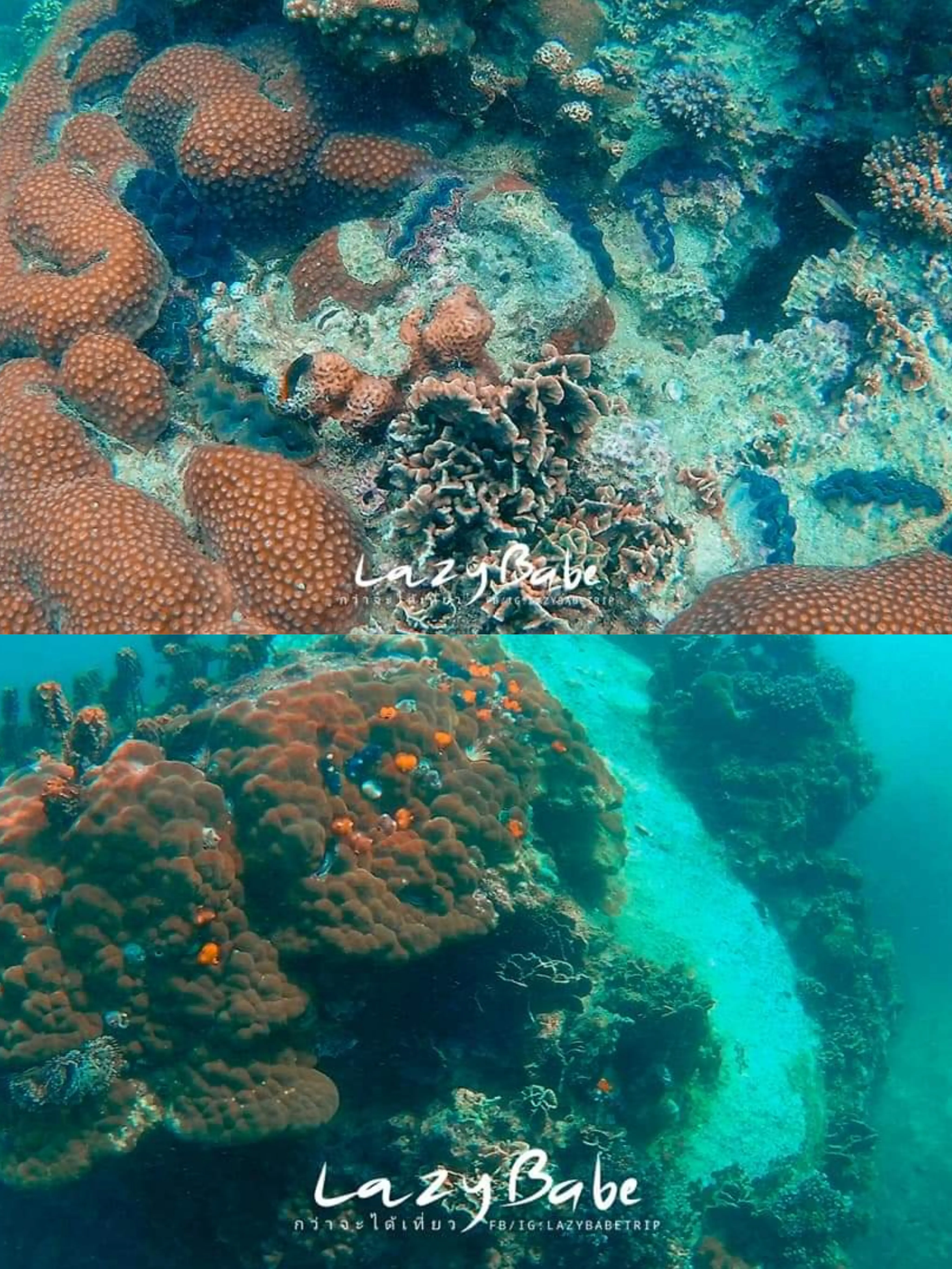 ดำน้ำ 5 จุดไฮไลท์ บนเกาะเต่า 🦈 เจอฉลามด้วยยย | แกลเลอรีที่โพสต์โดย Lazy Babe | Lemon8