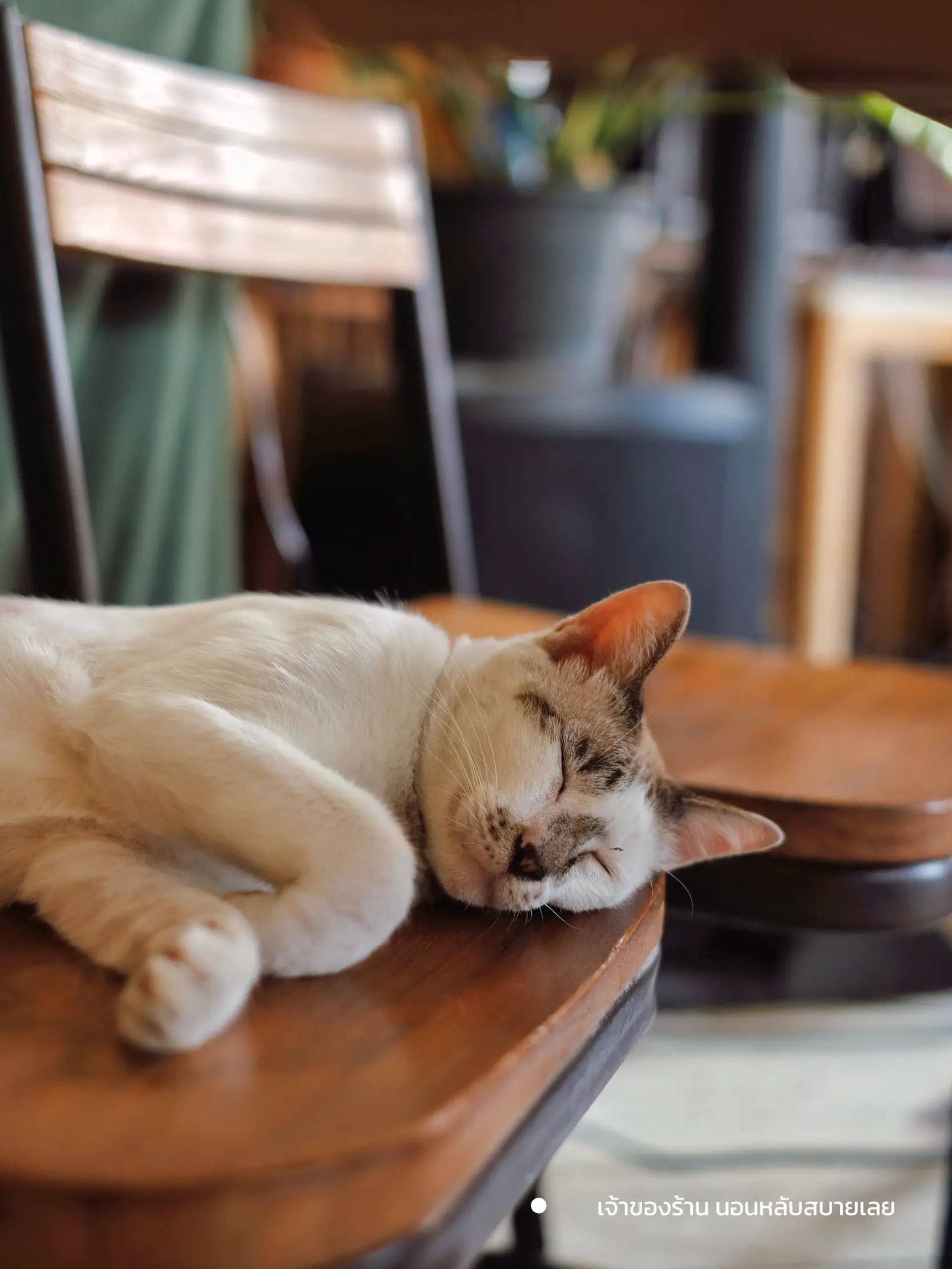 Wallflowers Cafe and Bar คาเฟ่ดังย่านเยาวราช | แกลเลอรีที่โพสต์โดย Naree.nr | Lemon8