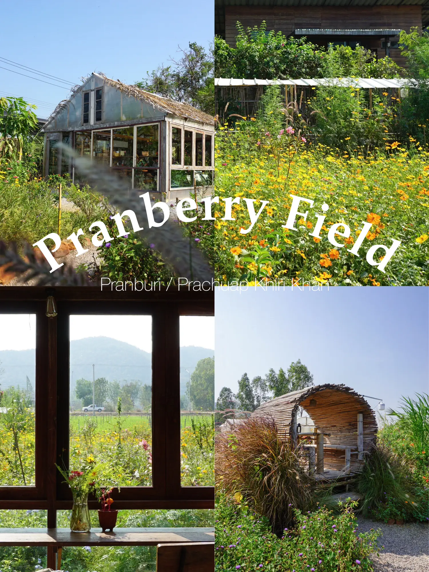 ซัมเมอร์นี้ขอเสนอคาเฟ่ “Pranberry Field” | แกลเลอรีที่โพสต์โดย ...