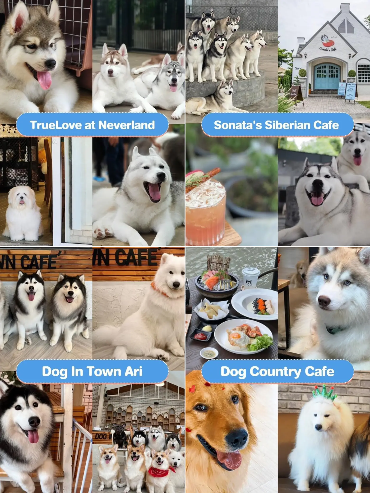 🐶รวม 8 คาเฟ่น้องหมา สุดน่ารัก💞บอกเลยว่าดีต่อใจสุดๆ😍 | แกลเลอรีที่โพสต์ ...