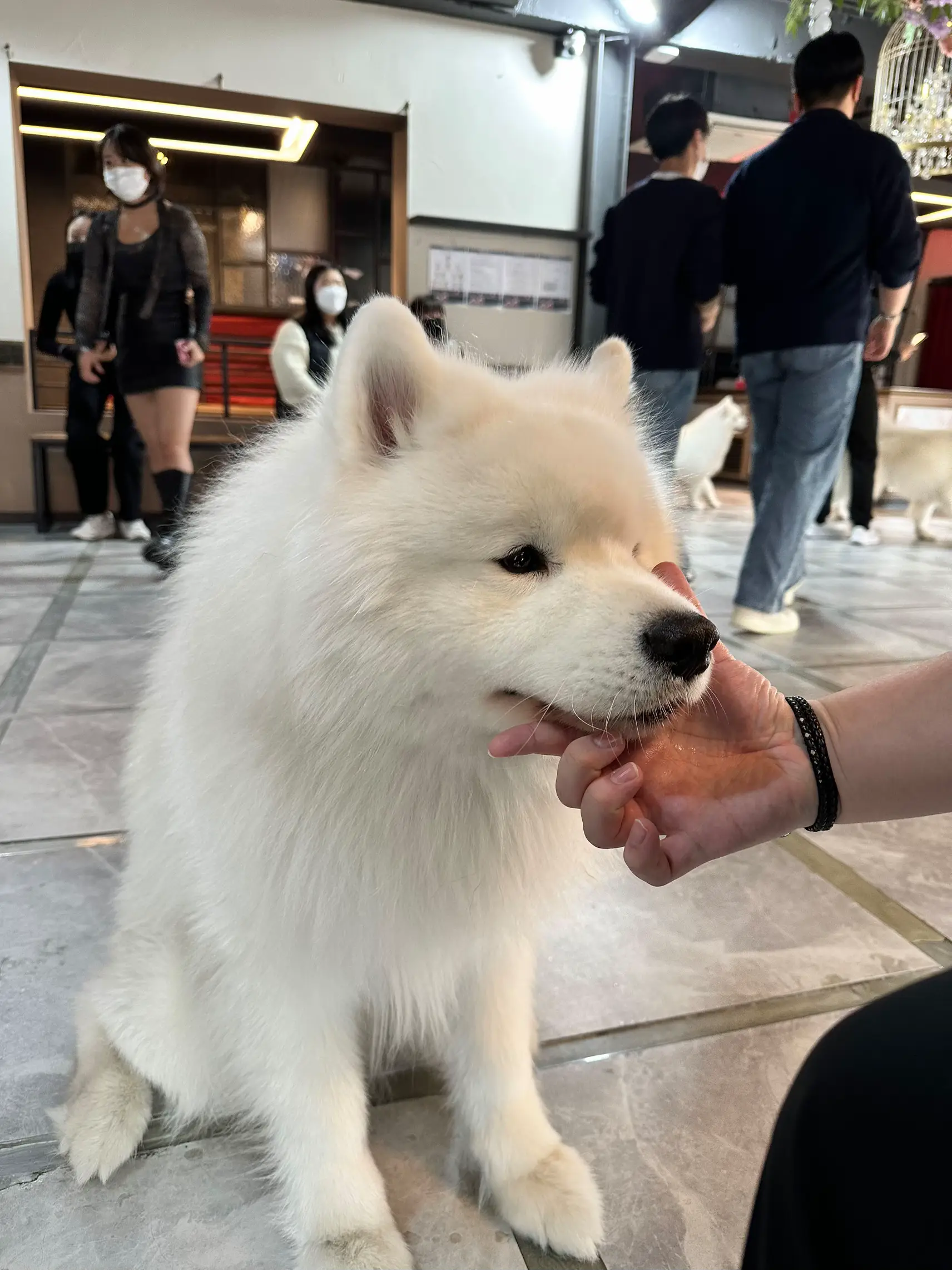 Popular Samoyed Cafe in Hongdae 🐕 ️ | Gallery posted by Ems | Lemon8