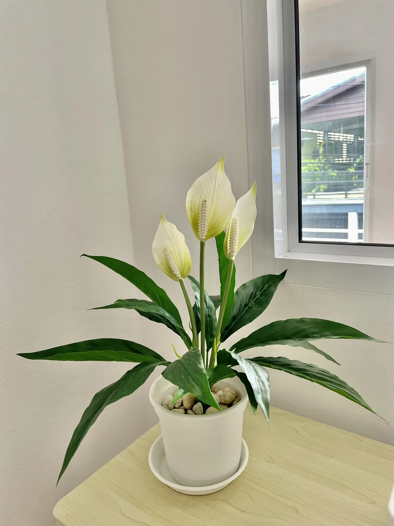 ต้นไม้ประดิษฐ์ (ต้นไม้ปลอม) เพิ่มความอบอุ่นในบ้าน | แกลเลอรีที่โพสต์โดย ...