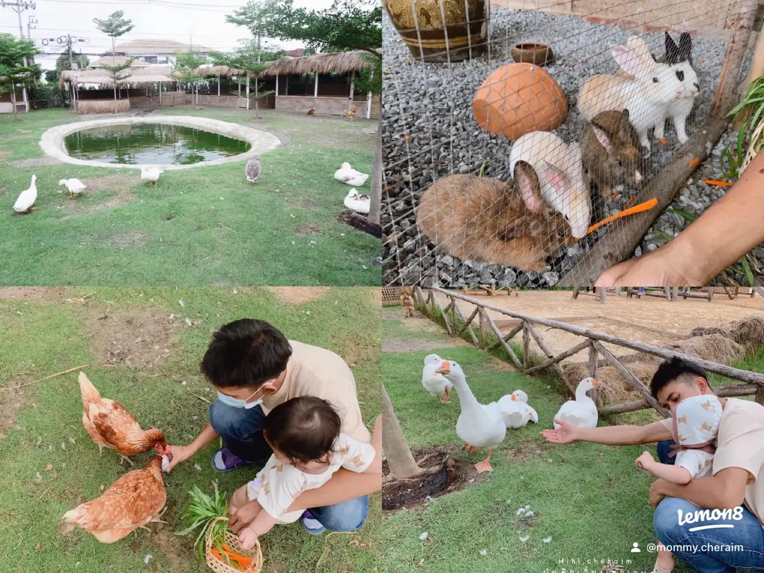 สุขใจมาฟาร์ม 🐓 กรุงเทพกรีฑา 20 | แกลเลอรีที่โพสต์โดย ไดอารี่แม่บ้าน | Lemon8