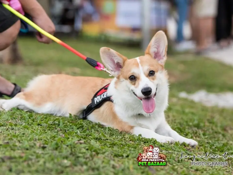 🇲🇾 Pet Bazaar l Create Good Memories with Your Pet | Galeri disiarkan ...