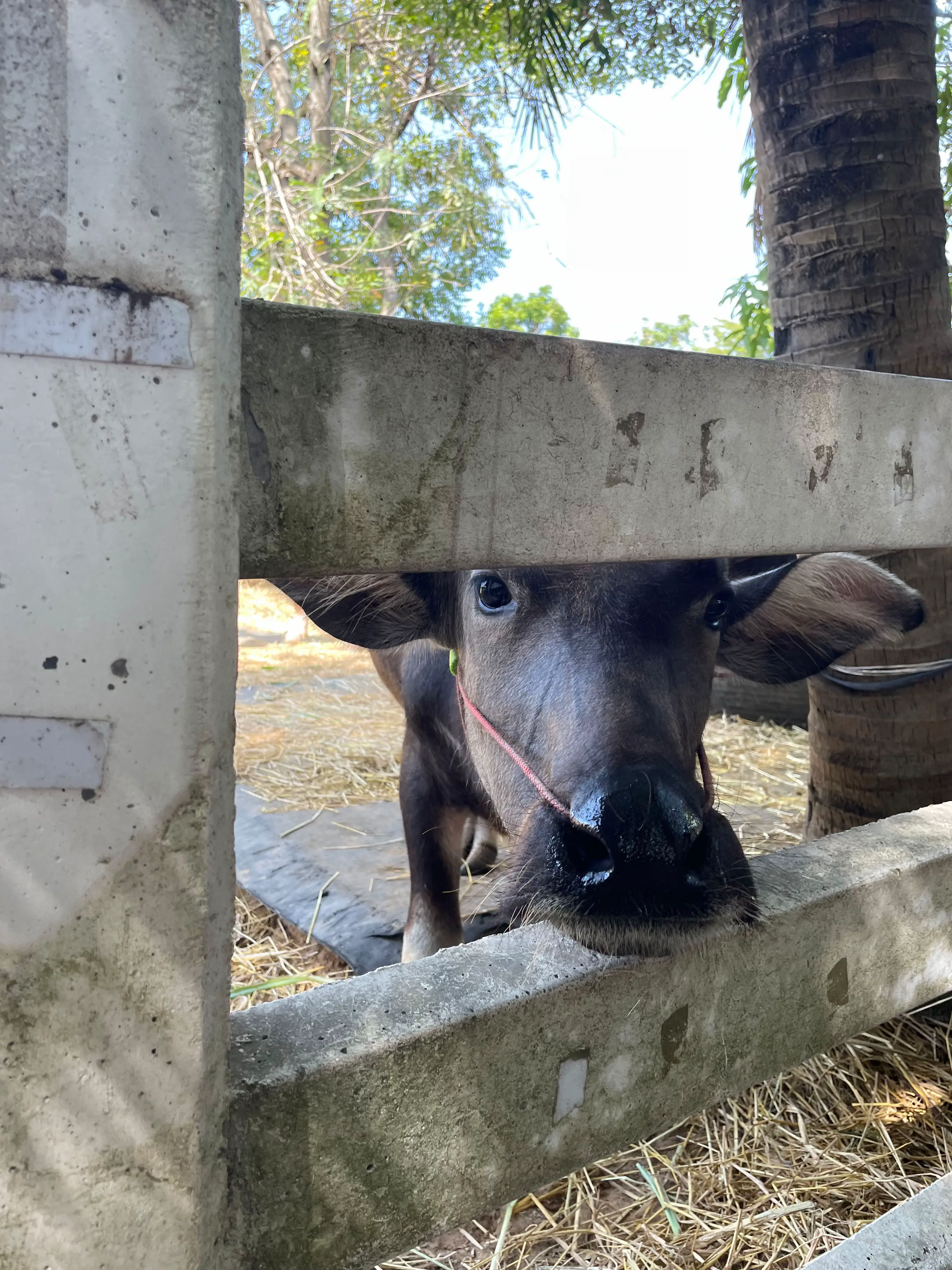 นี่คาเฟ่หรือสวนสัตว์กันแน่นะˏˋ 🐴 🐰‧⁺ 🖼*•(น้อน ๆ น่ารักม้ากก) | แกลเลอรีที่โพสต์โดย VIEWKMJ | Lemon8