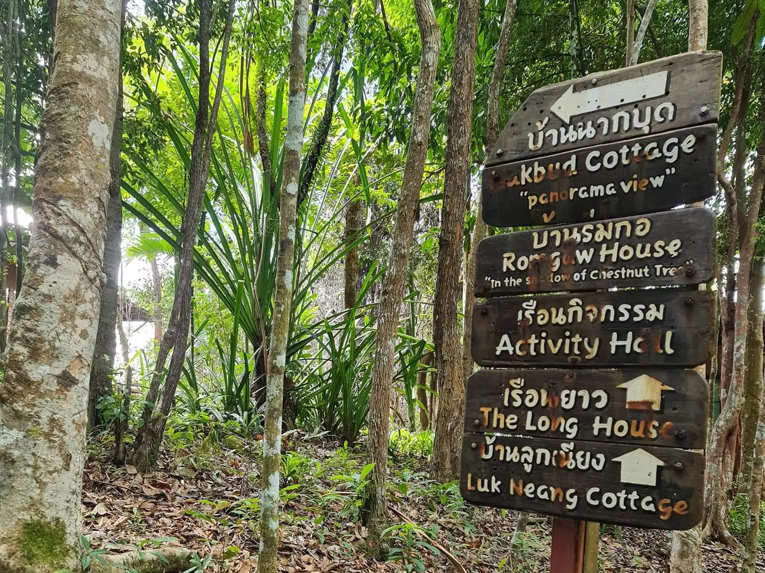 คาเฟ่ (ไม่) ลับกลางป่า🍃 "แลผาคาเฟ่ & Chestnut Hill" | แกลเลอรีที่โพสต์ ...