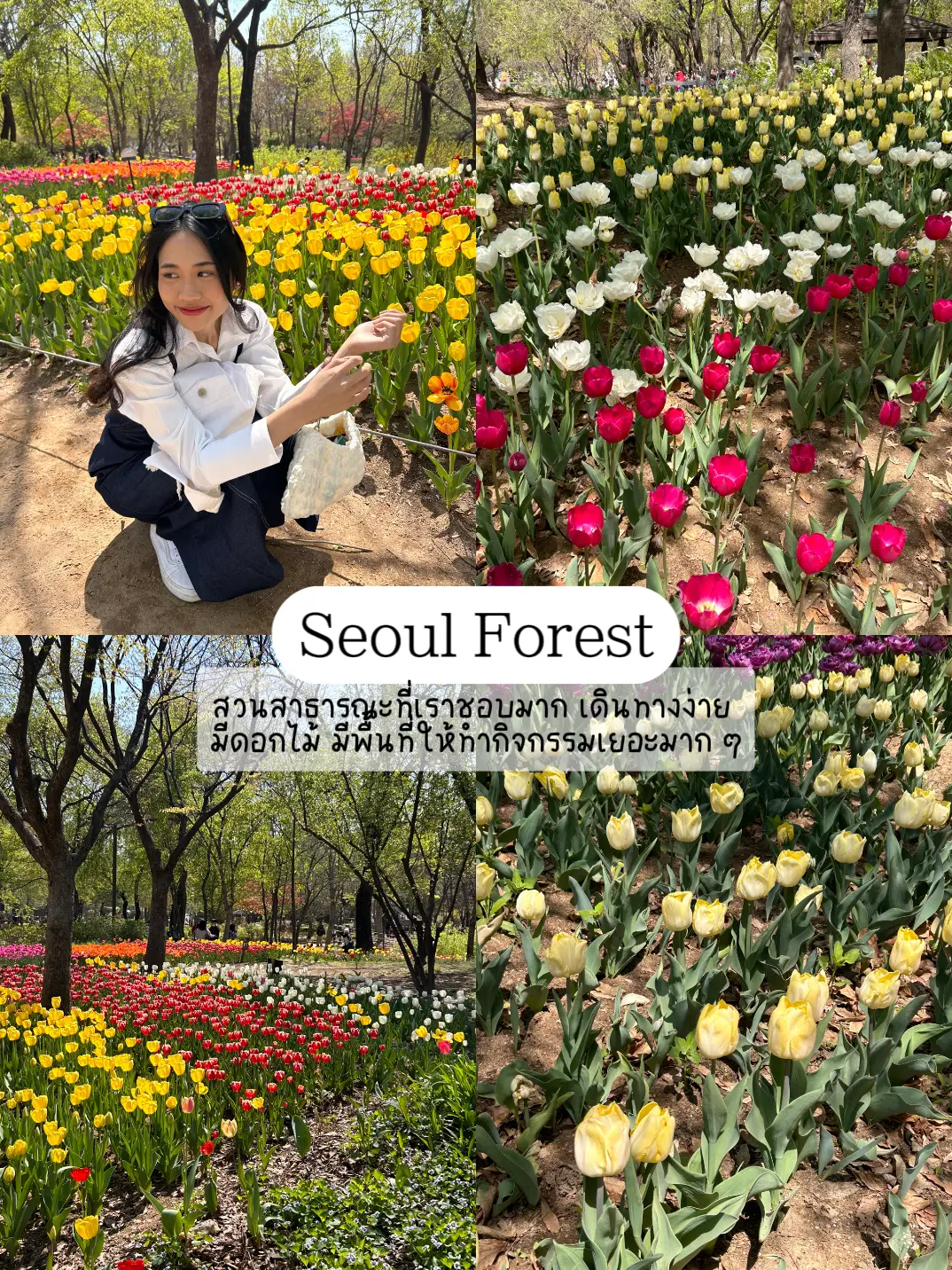 เที่ยวเกาหลีวันที่ 3 วันที่ชอบที่สุดในทริป 🤍🌷🇰🇷 แกลเลอรีที่โพสต์โดย Nnok • ͜ʖ• Lemon8