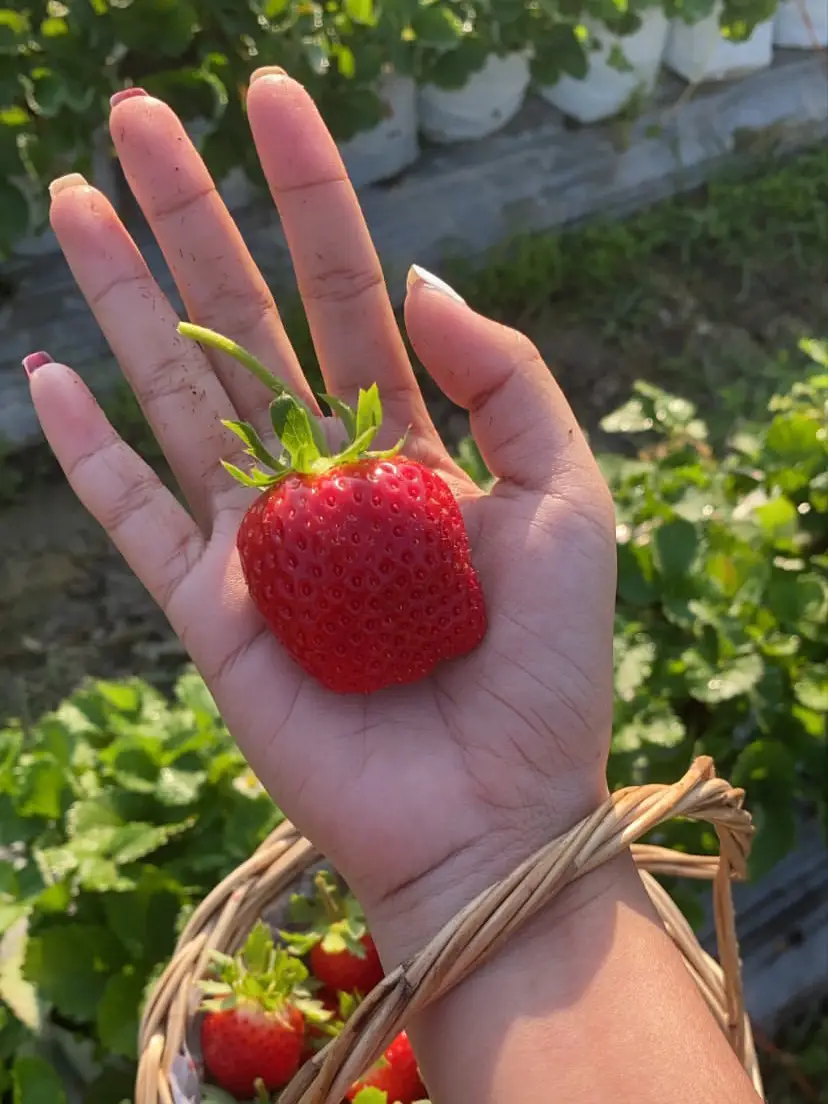 Let's go collect strawberries at Khao Yai. 🌳🍓 | Gallery posted by nok ...