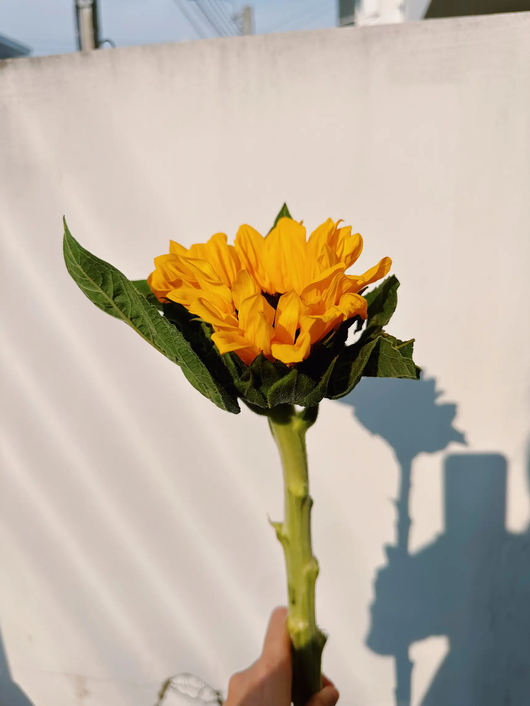 ดอกไม้ปากคลองตลาด 🌸🌻 | แกลเลอรีที่โพสต์โดย fa ra | Lemon8