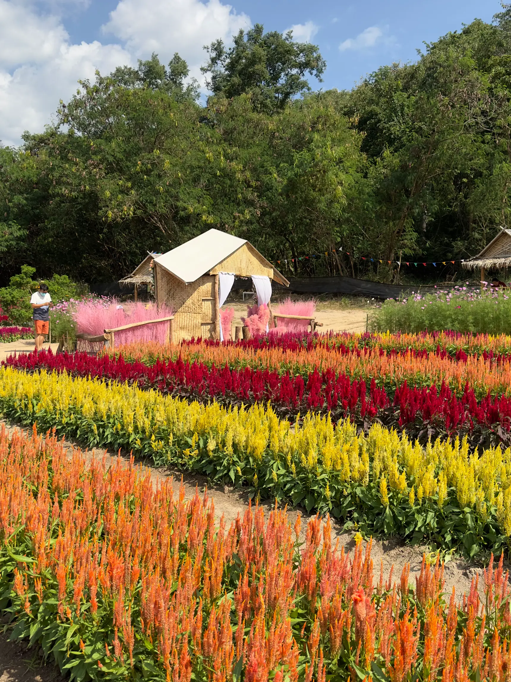 Flower Farm Rizal Philippines | Best Flower Site