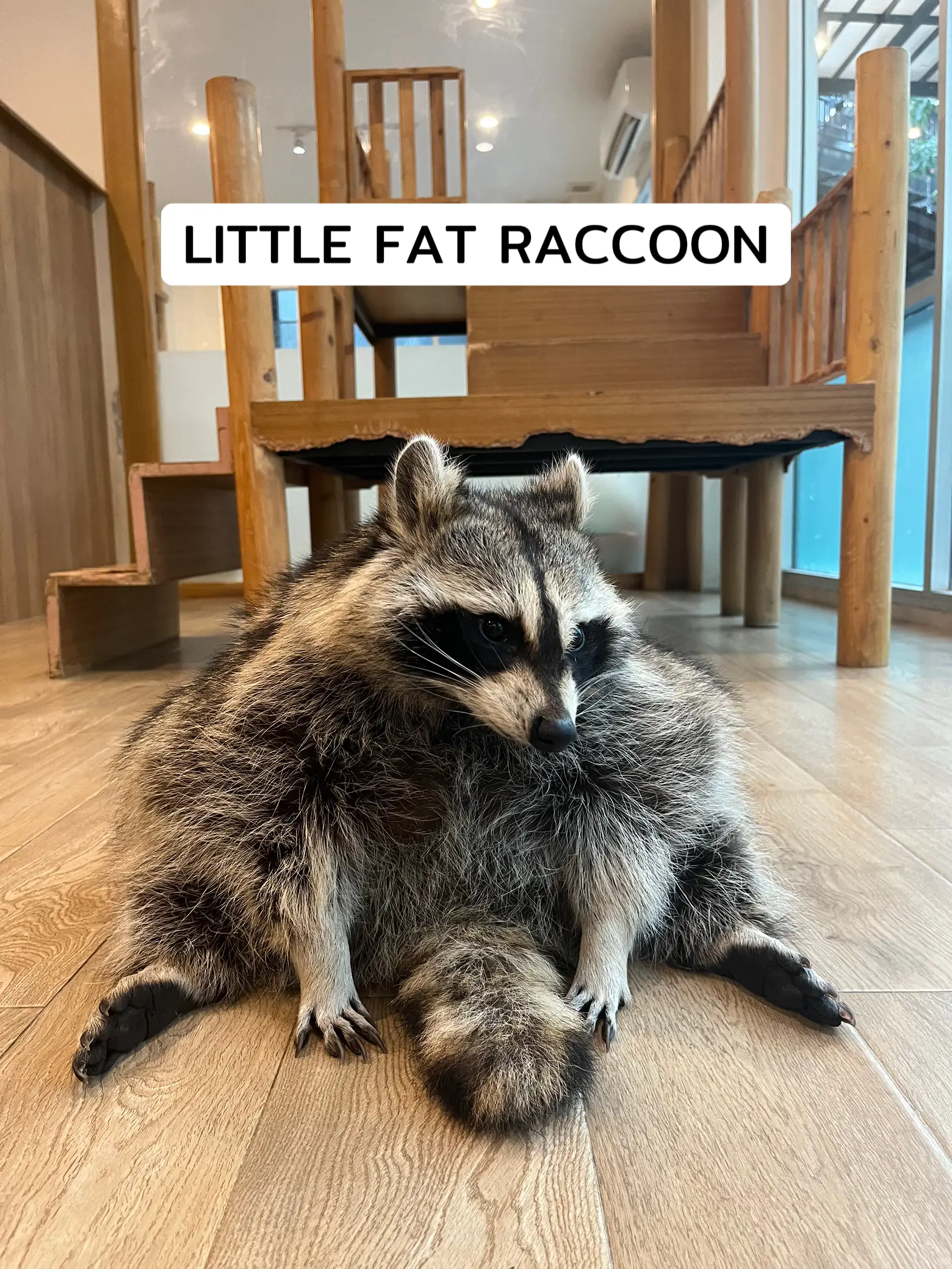 Little zoo cafe - MUST VISIT for animal lovers 🦝 | แกลเลอรีที่โพสต์โดย ...