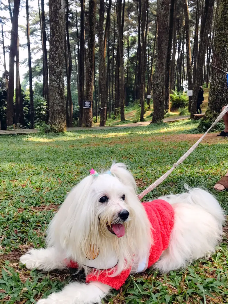 Healing with Anabul di Puncak… Playground Luas!! | Galeri diposting ...