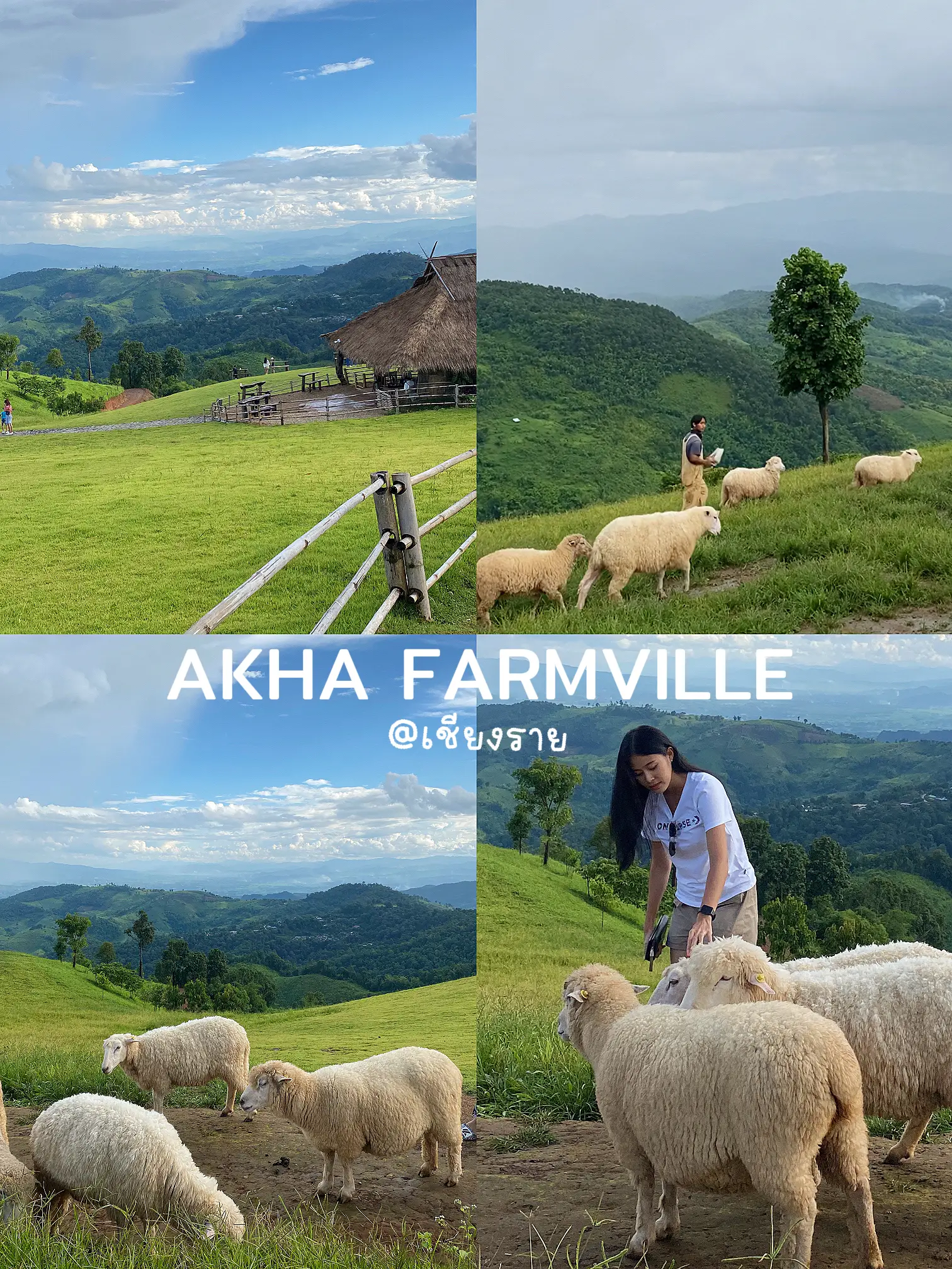 “AKHA FARMVILLE” ฟาร์มแกะบนดอยช้าง @เชียงราย | แกลเลอรีที่โพสต์โดย ...