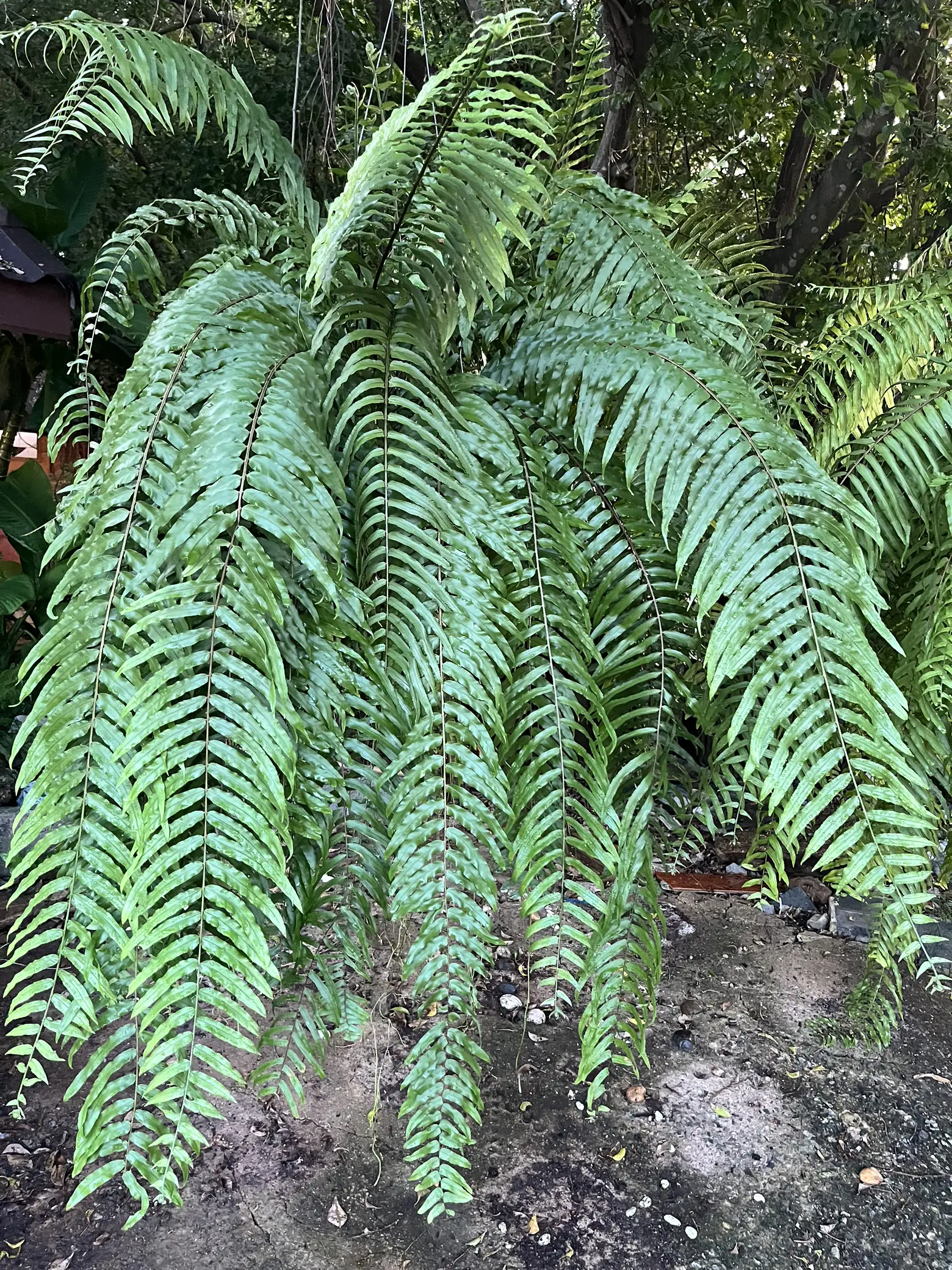 ขายๆเฟรินสวยๆ | แกลเลอรีที่โพสต์โดย Jib jib | Lemon8