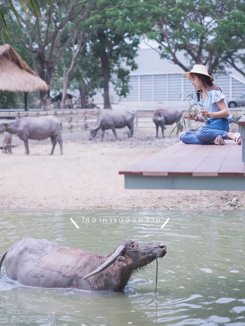 Kanna Cate ใกล้กรุงเทพ สายธรรมชาติต้องโดน🌳🐃 | แกลเลอรีที่โพสต์โดย Apple.Benjamas | Lemon8