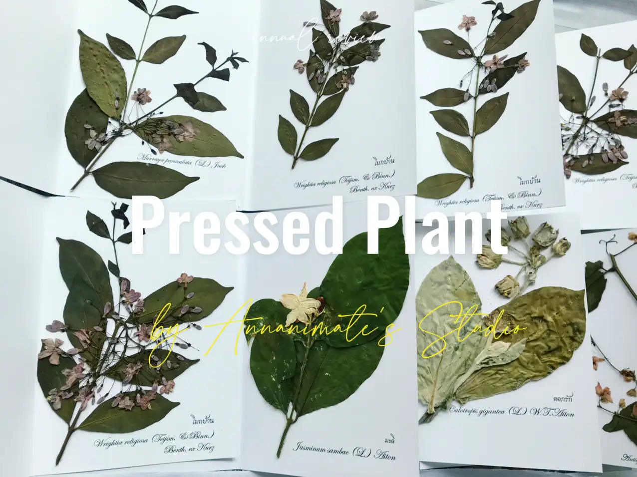 Pressed Plant by Annanimate’s Studio | แกลเลอรีที่โพสต์โดย Annanimate ...