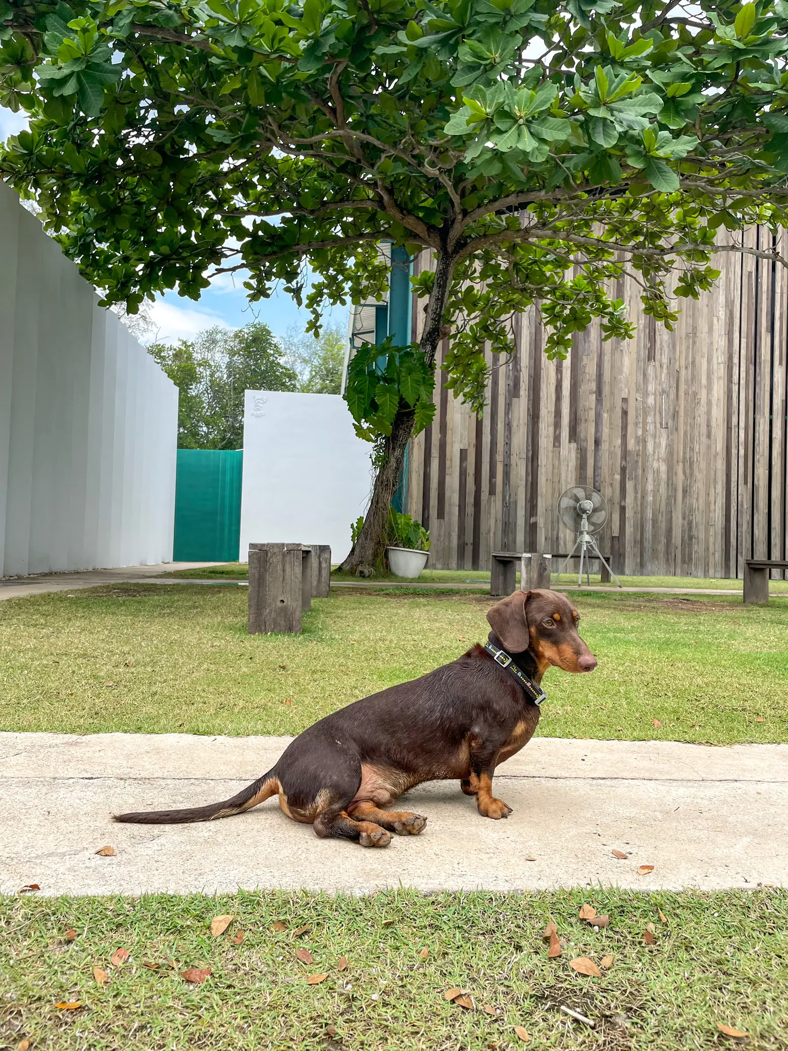 BAANPAT (บ้านพัฒก์) - Rayong คาเฟ่ริมน้ำ Pet Friendly 🏡🐶 | แกลเลอรีที่โพสต์โดย erng.aey | Lemon8