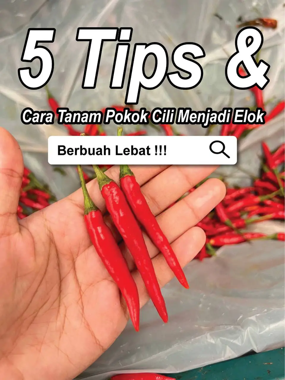 PETUA TANAM POKOK CILI BERBUAH LEBAT | Galeri disiarkan oleh ...