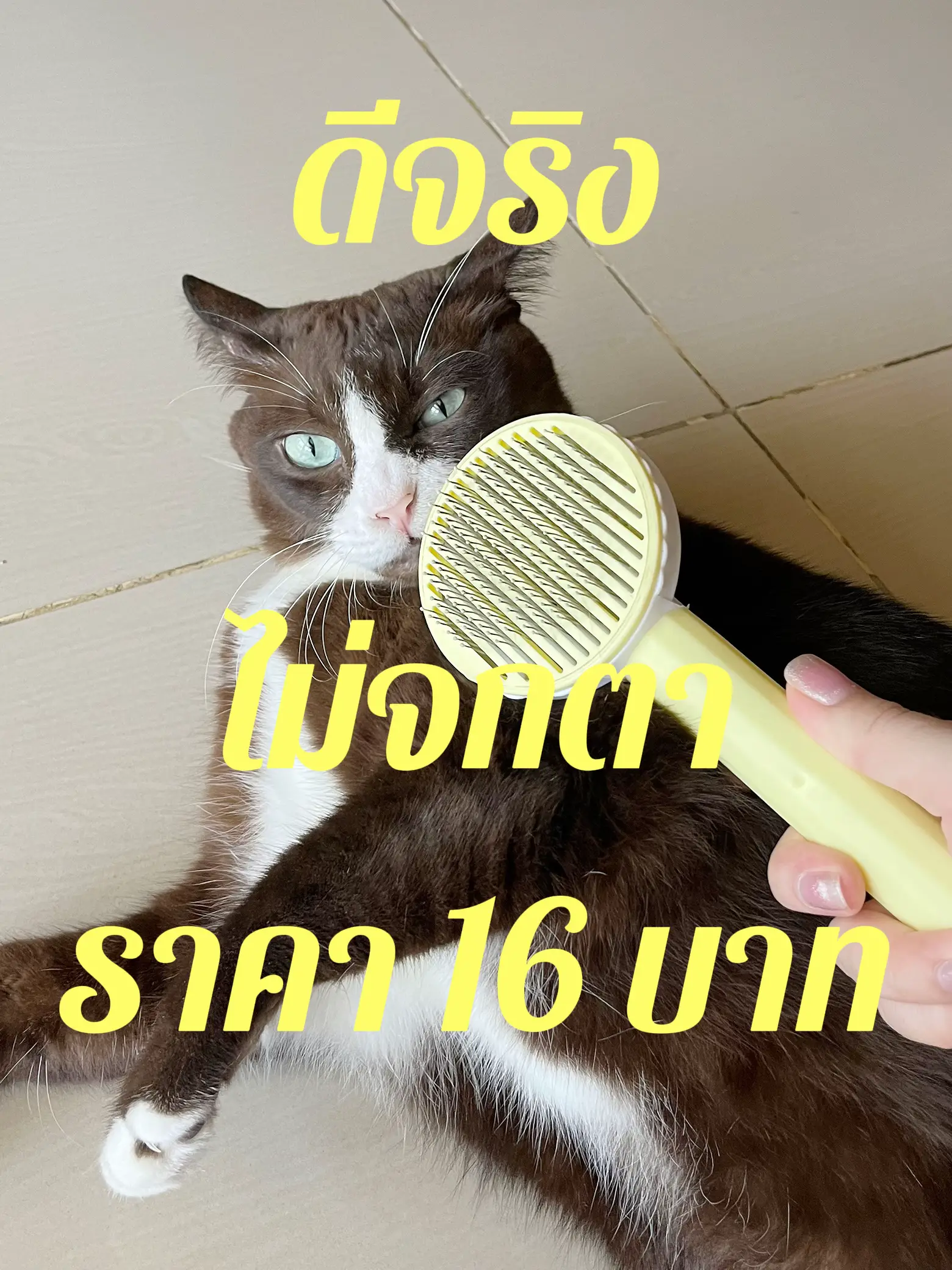 แปรงหวีขนแมวbenn - การค้นหาใน Lemon8