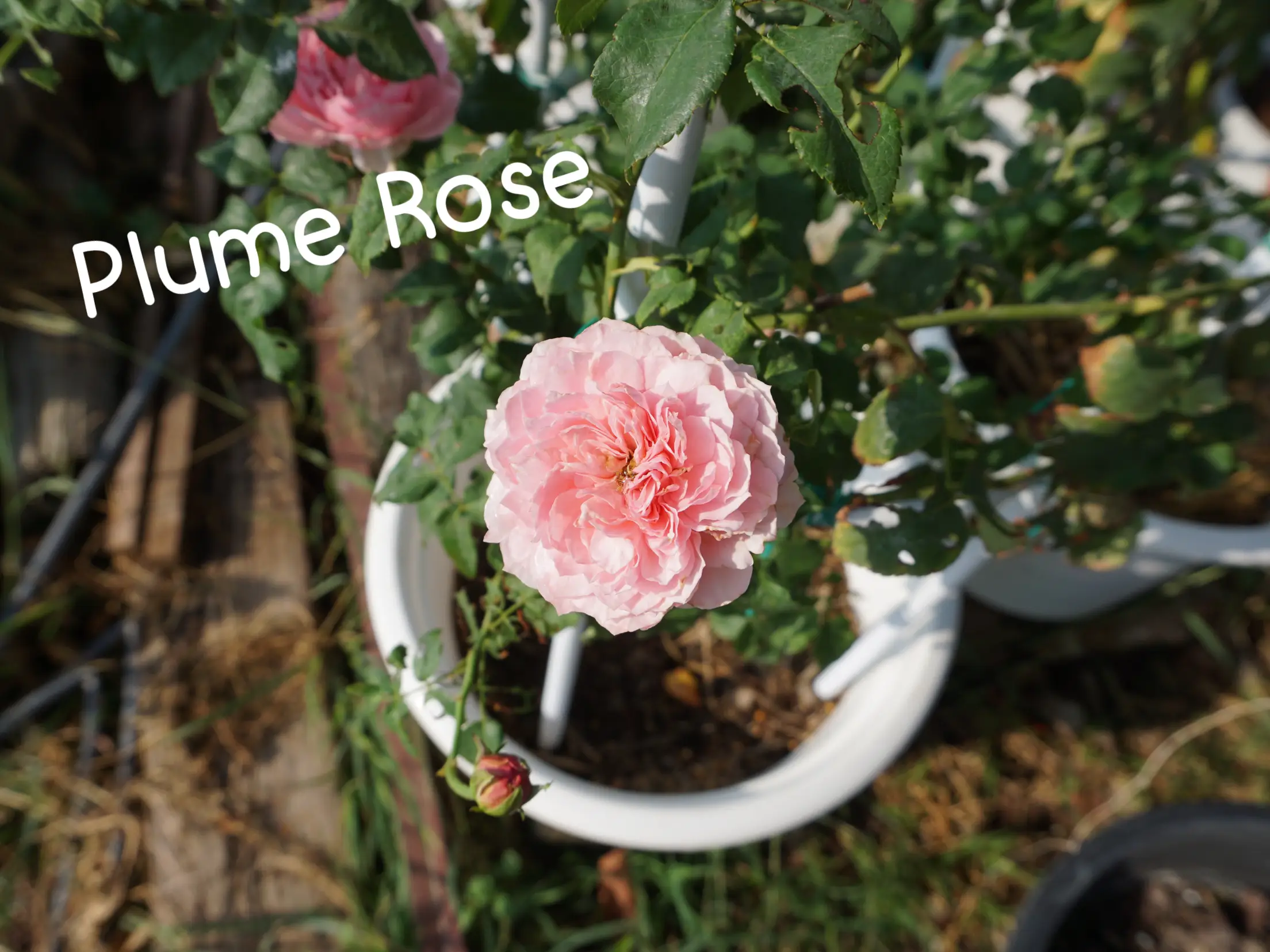 Plume Rose | แกลเลอรีที่โพสต์โดย NatchayaRurngwa | Lemon8