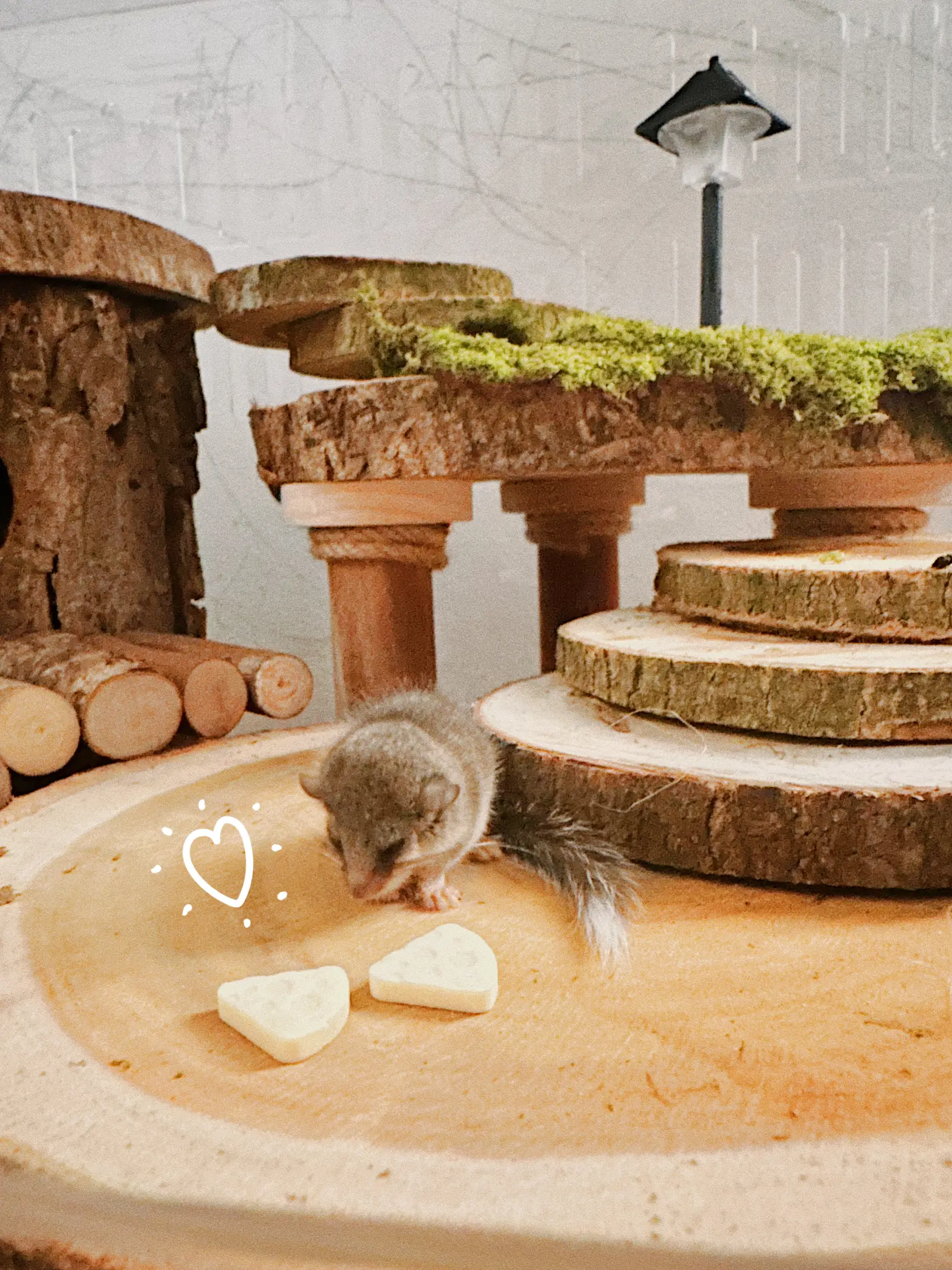 Tiny Squirrel Dormouse Review Cage Acrylic🛖🐿️🌼 | Gallery posted by บีม ...