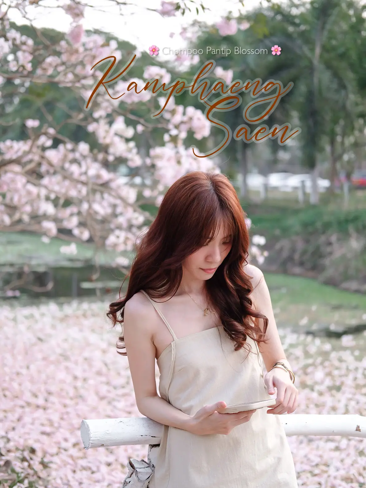 💖ถนนสีชมพู🌸 Chompoo Pantip Blossom 2023🛣️ | แกลเลอรีที่โพสต์โดย ・N 🤍 | Lemon8